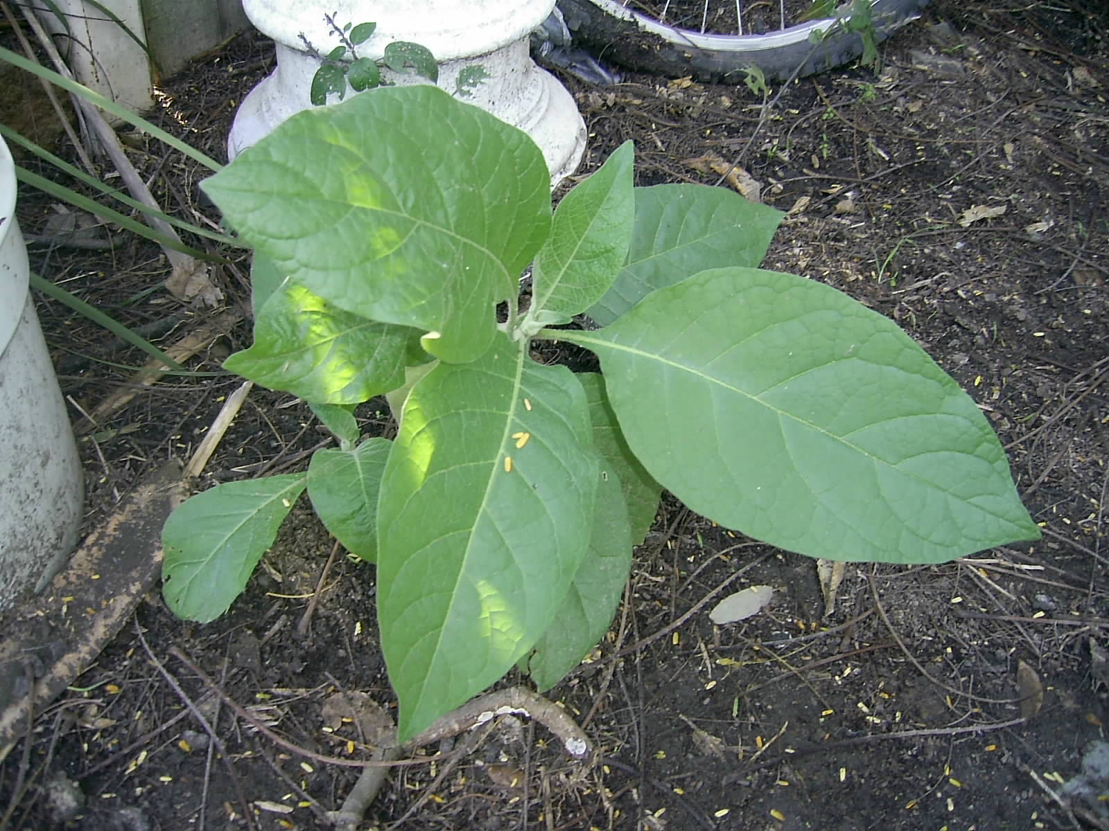 Sorta looks like tobacco, any ideas? - Plant Identification (non-cactus ... Sorta looks like tobacco, any ideas? - Plant Identification (non-cactus ...