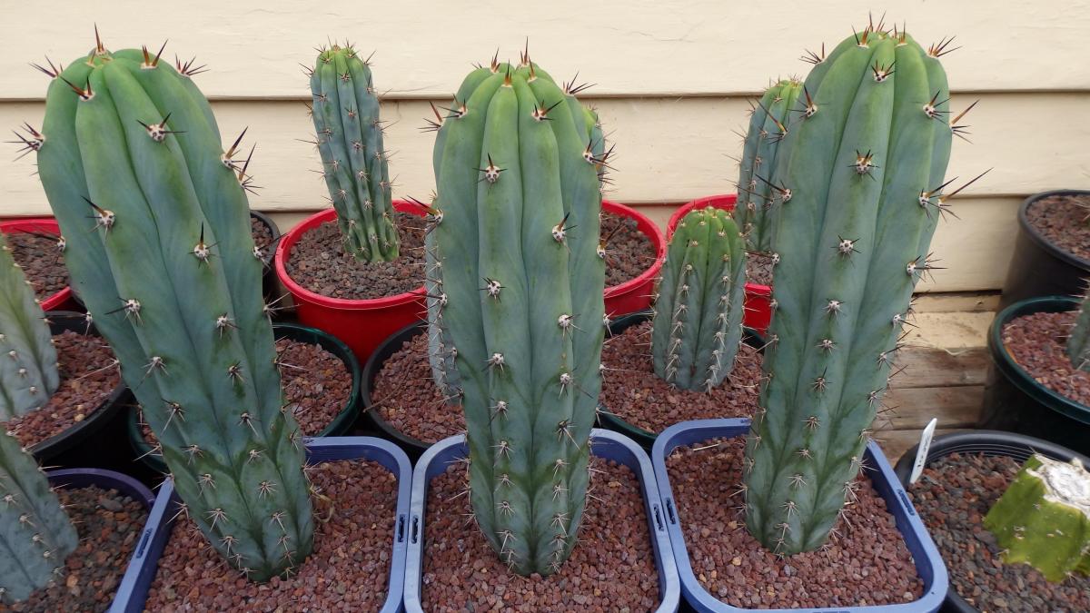 ID help. came labelled macro. - Cactus & Succulent Identification - The ...