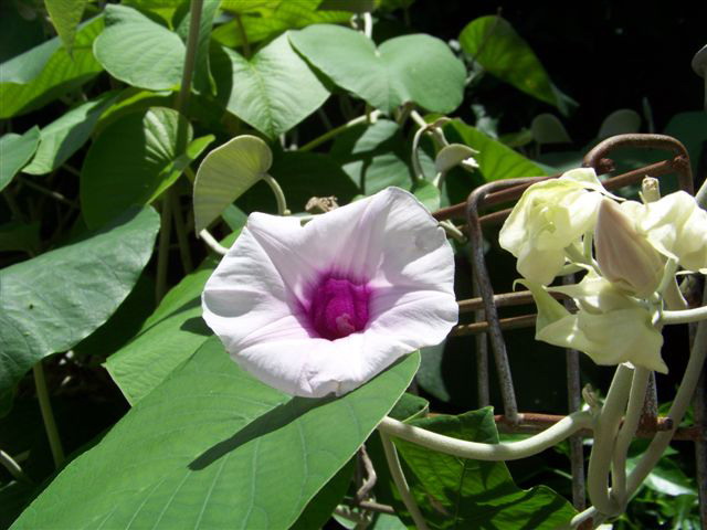 Growing HBWR for dummies? - Ethnobotany - The Corroboree