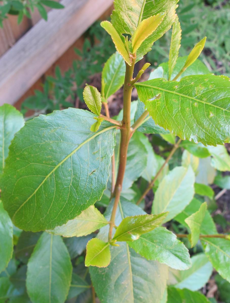 how to propagate catha edulis - Ethnobotany - The Corroboree