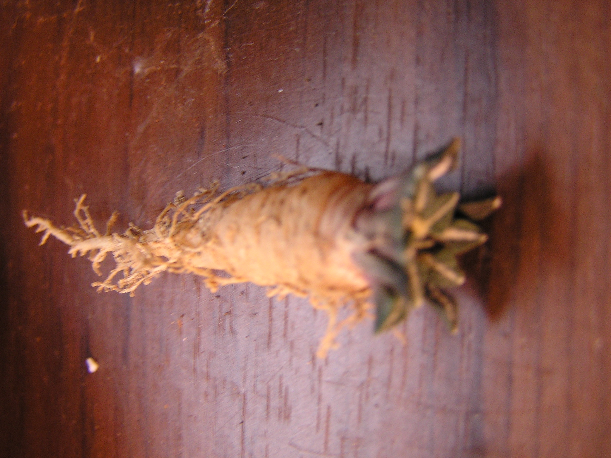 Tap Root that looks like Fibrous Root - Cacti & Succulents - The Corroboree