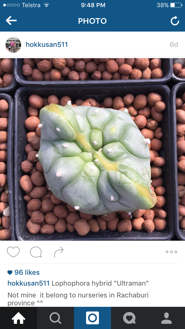 Post a random CACTI picture thread - Cacti & Succulents - The Corroboree