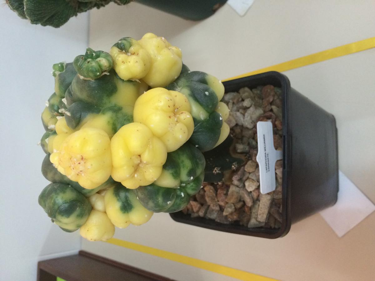 Post a random CACTI picture thread - Cacti & Succulents - The Corroboree