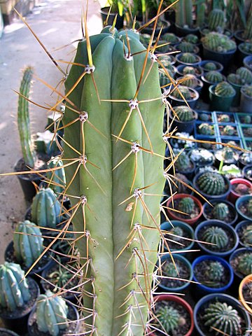 Pics for Evil genius. - Cacti & Succulents - The Corroboree