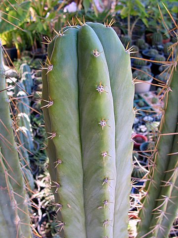 Pics for Evil genius. - Cacti & Succulents - The Corroboree