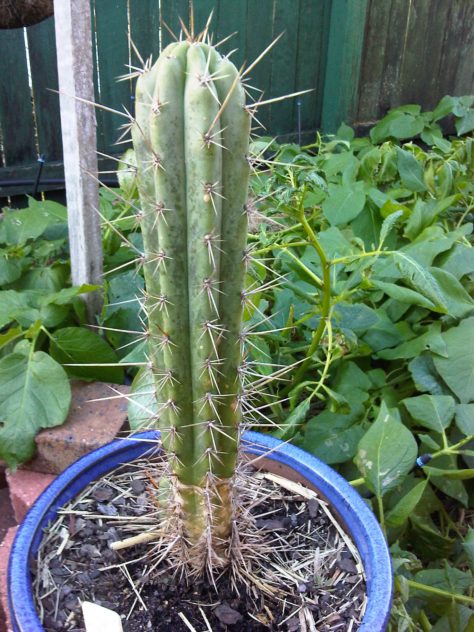 Is my cactus sick? - Cacti & Succulents - The Corroboree