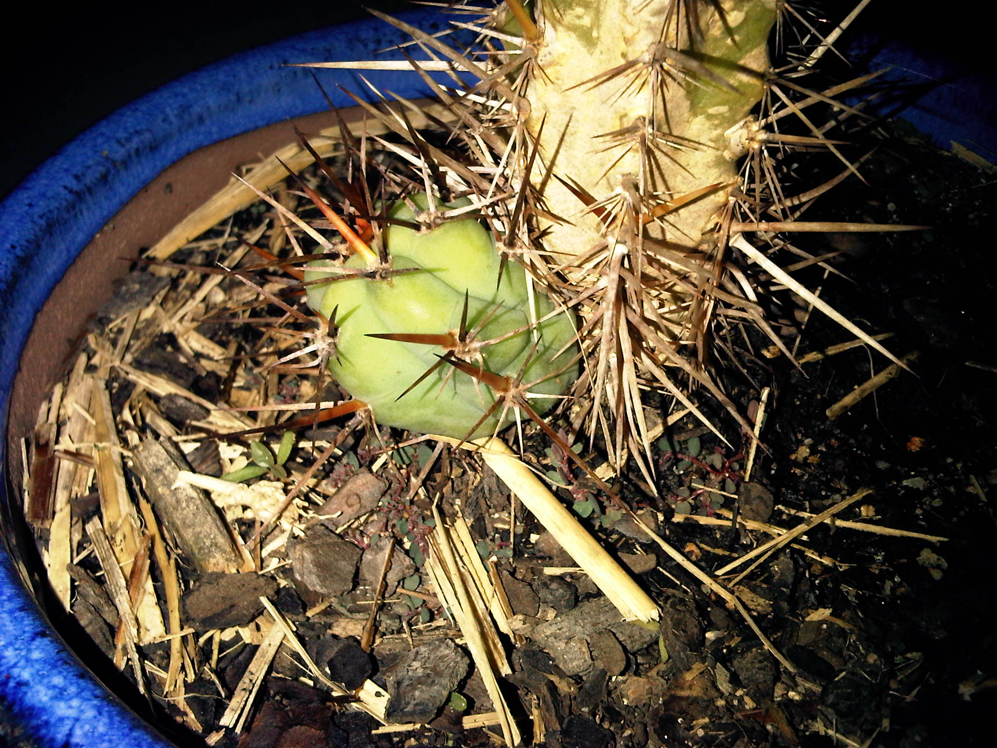 Is my cactus sick? - Cacti & Succulents - The Corroboree
