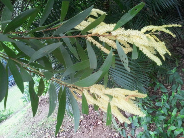 Help with Acacia Identification - Australian Native Plants - The Corroboree