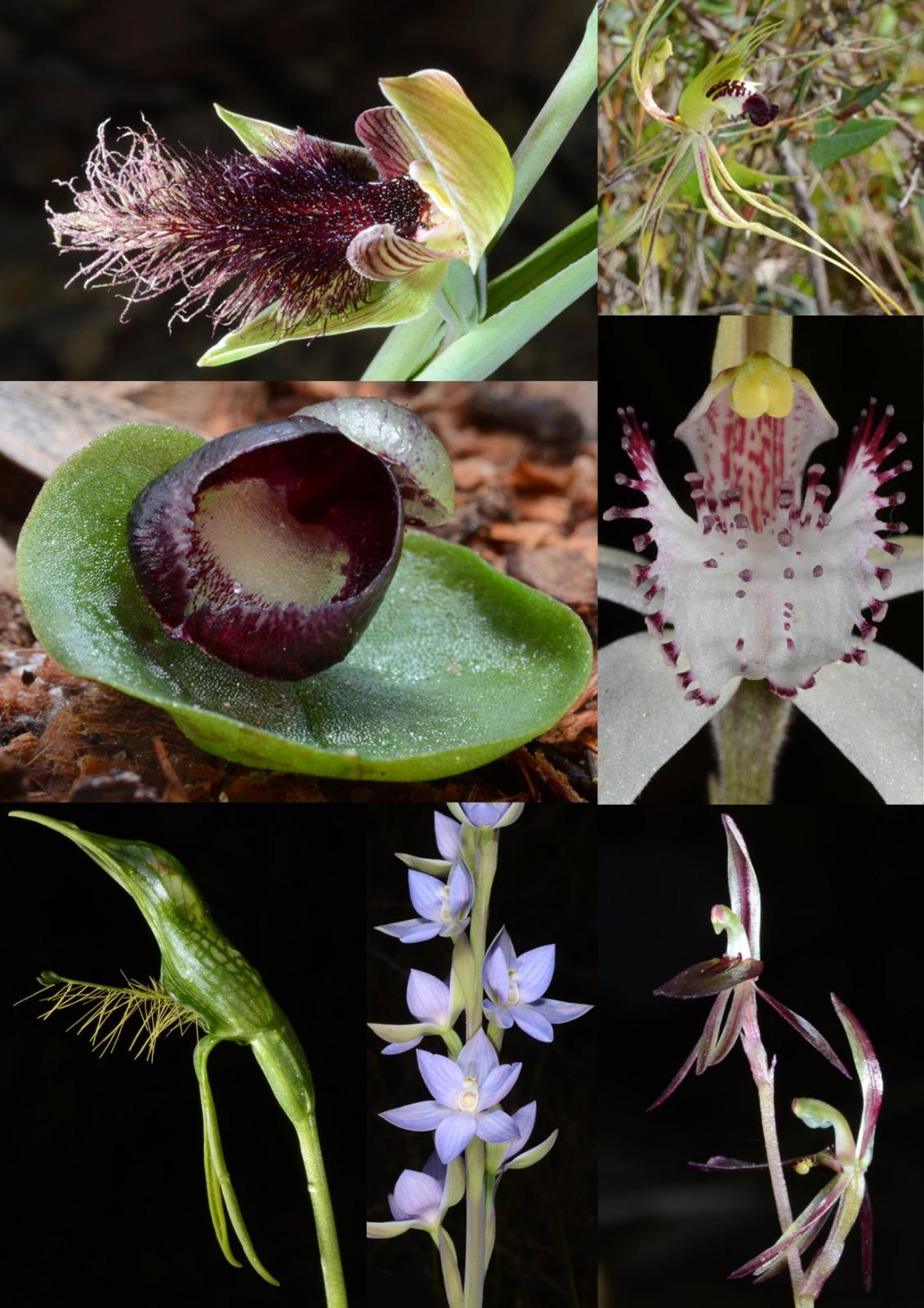 Ground Orchids - Australian Native Plants - The Corroboree