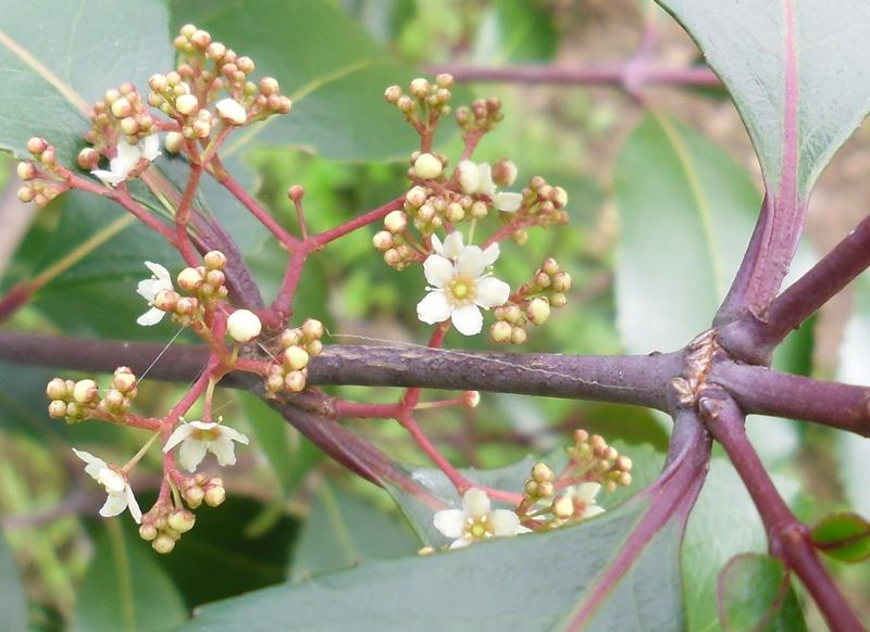 Catha edulis, NL, PH, VW, RED, NL RED - Plant Identification (non ...