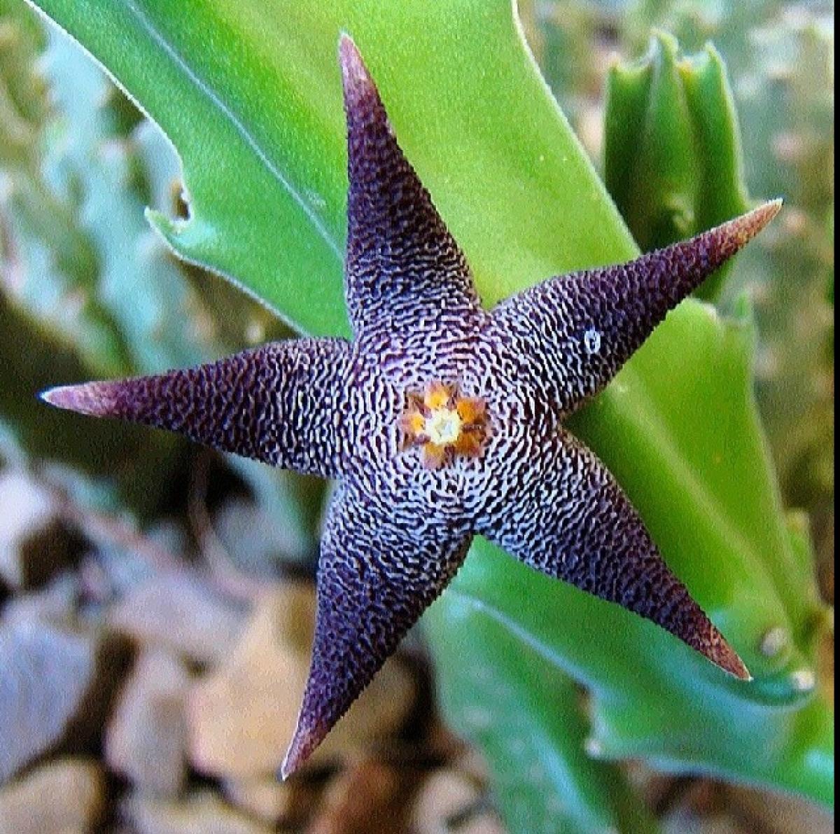 Stapelia ID - Cactus & Succulent Identification - The Corroboree