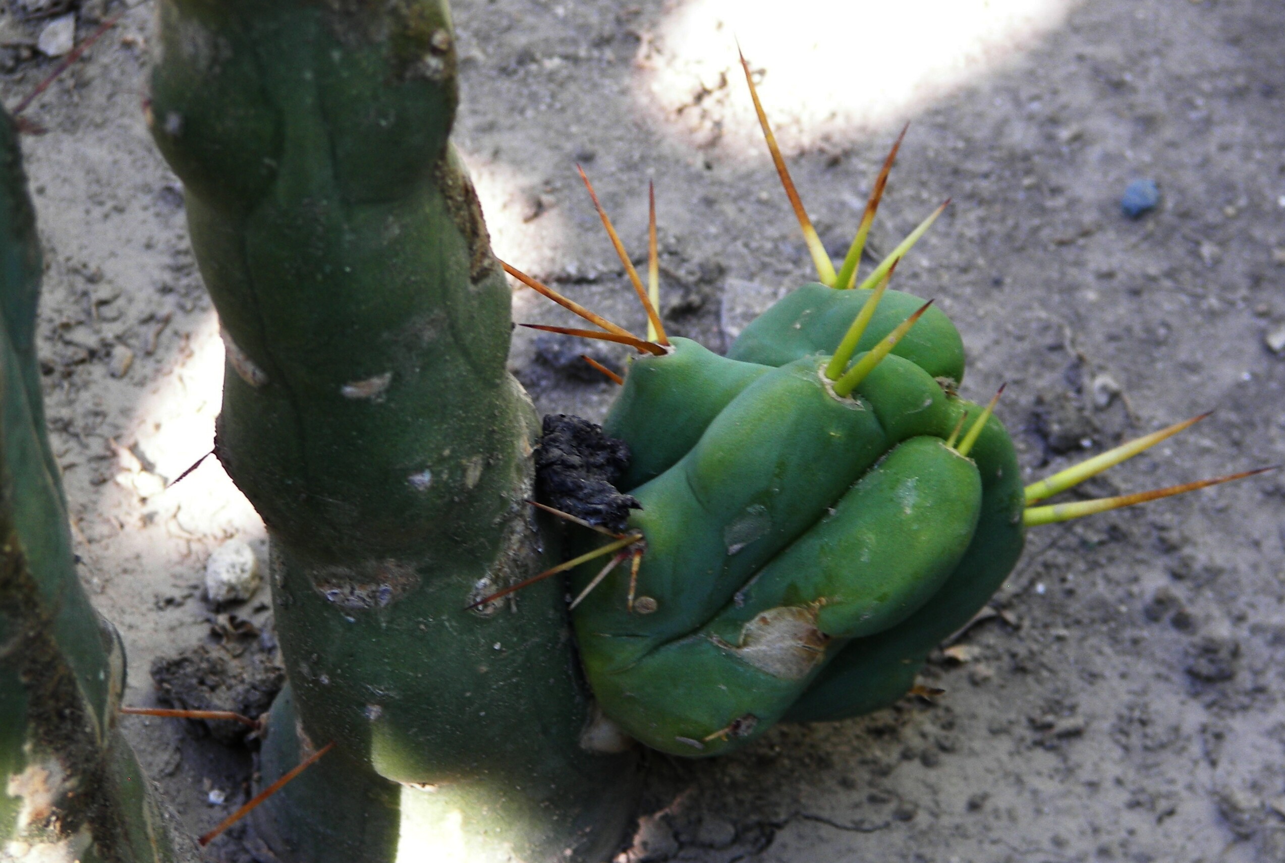 TBM variants - Page 5 - Cacti & Succulents - The Corroboree