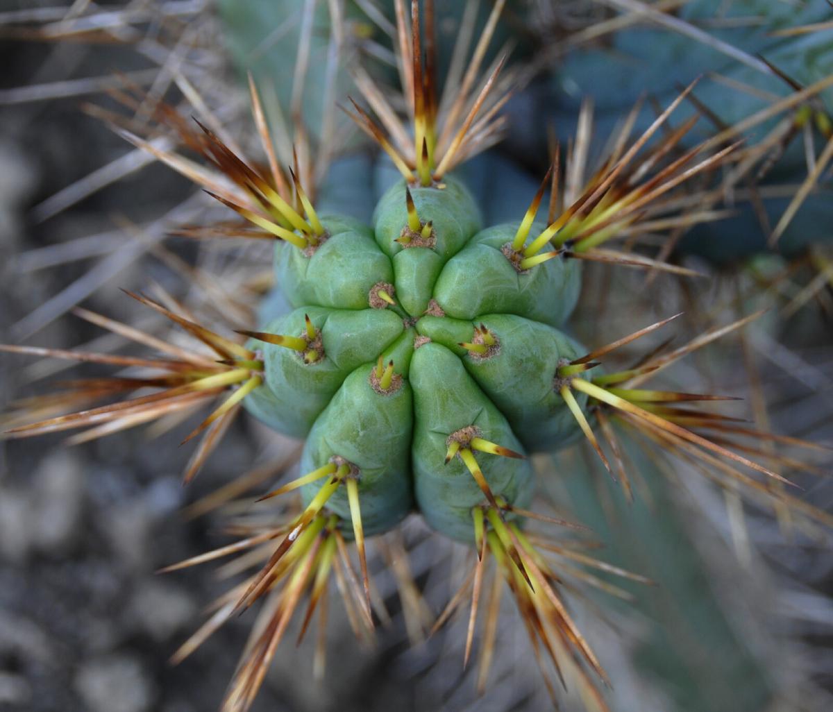 purple traits in sso2 - Cacti & Succulents - The Corroboree