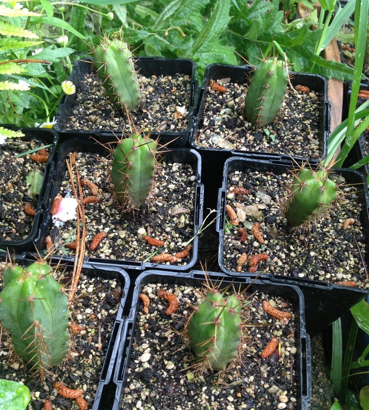 purple traits in sso2 - Cacti & Succulents - The Corroboree