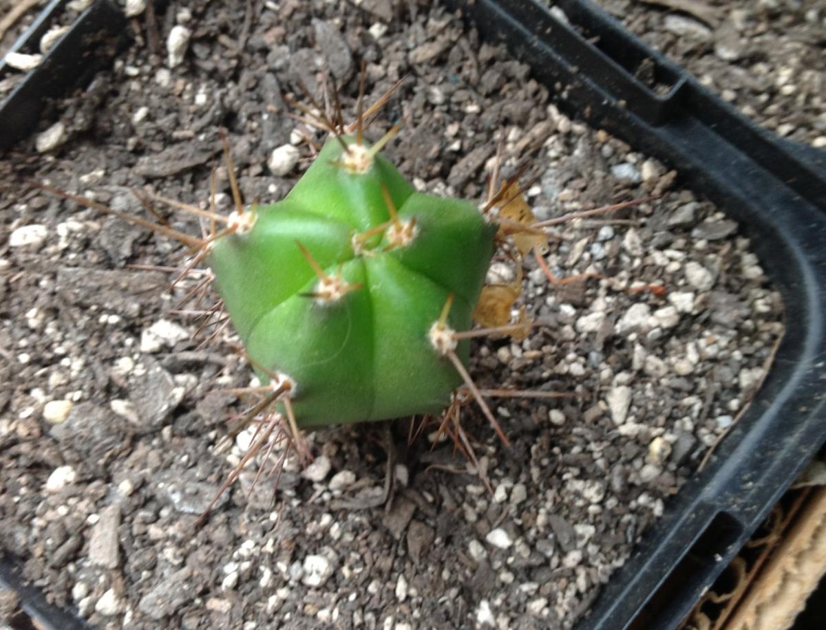 purple traits in sso2 - Cacti & Succulents - The Corroboree