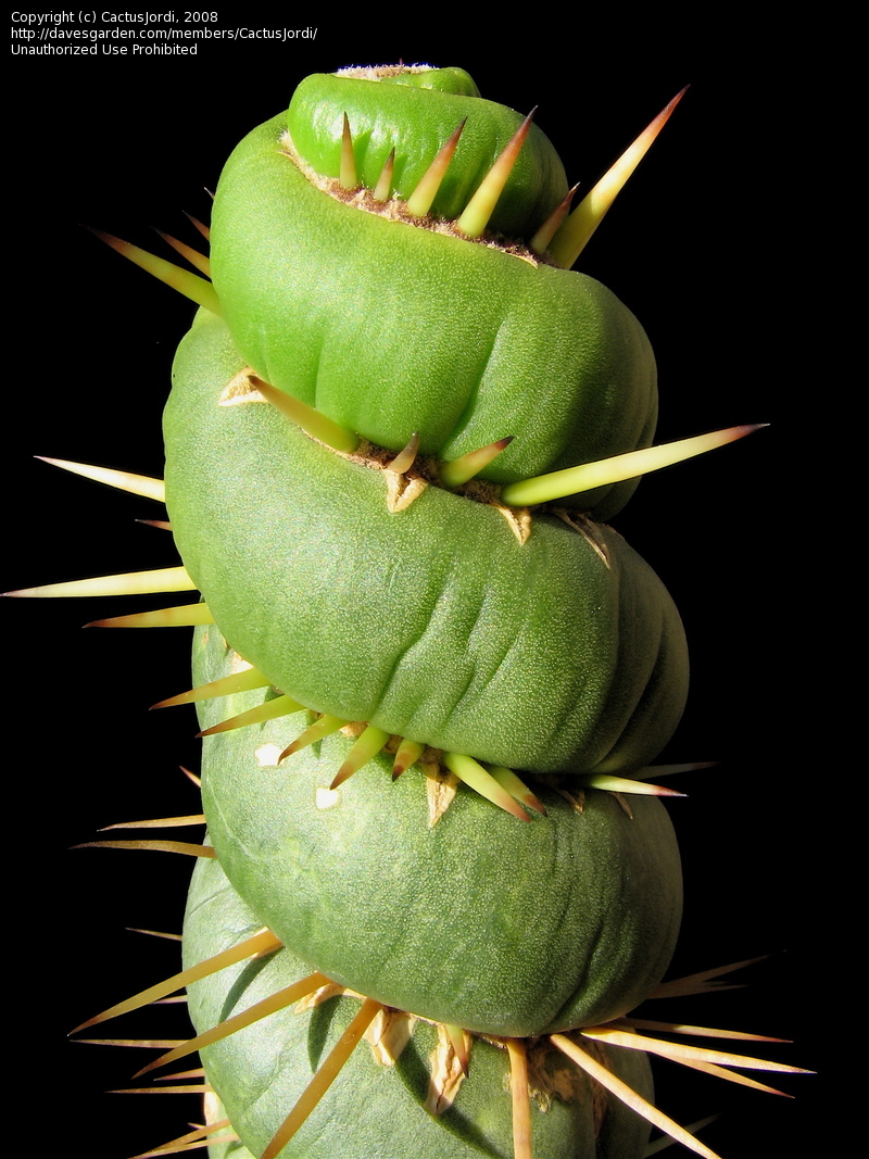 Is booby cactus in oz? - Cacti & Succulents - The Corroboree