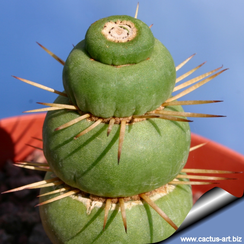Is booby cactus in oz? - Cacti & Succulents - The Corroboree