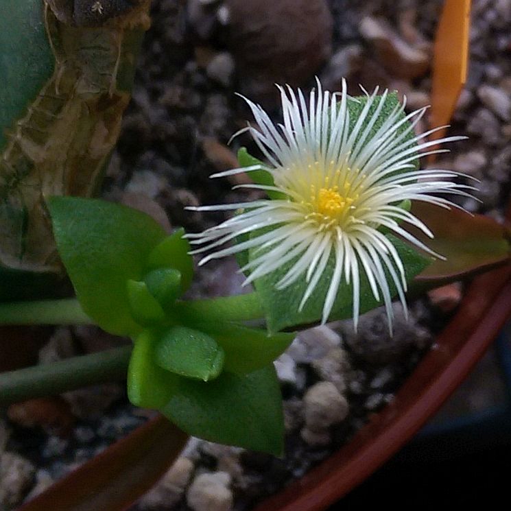 Some seed to giveaway - Seed & Plant Swaps - The Corroboree