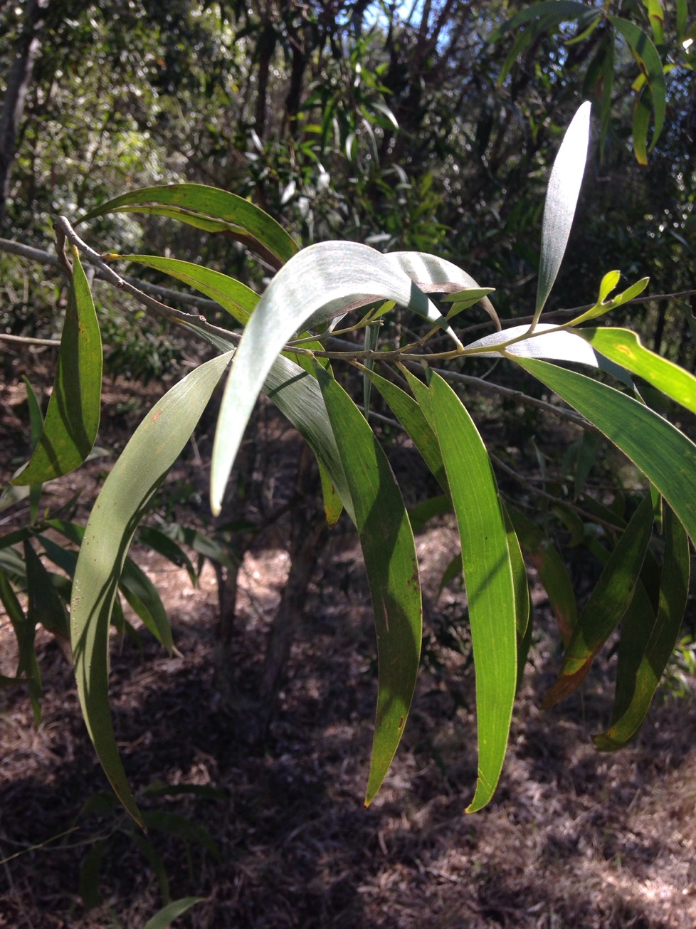 Acacia ID. Assist? (5 trees) - Plant Identification (non-cactus) - The ...