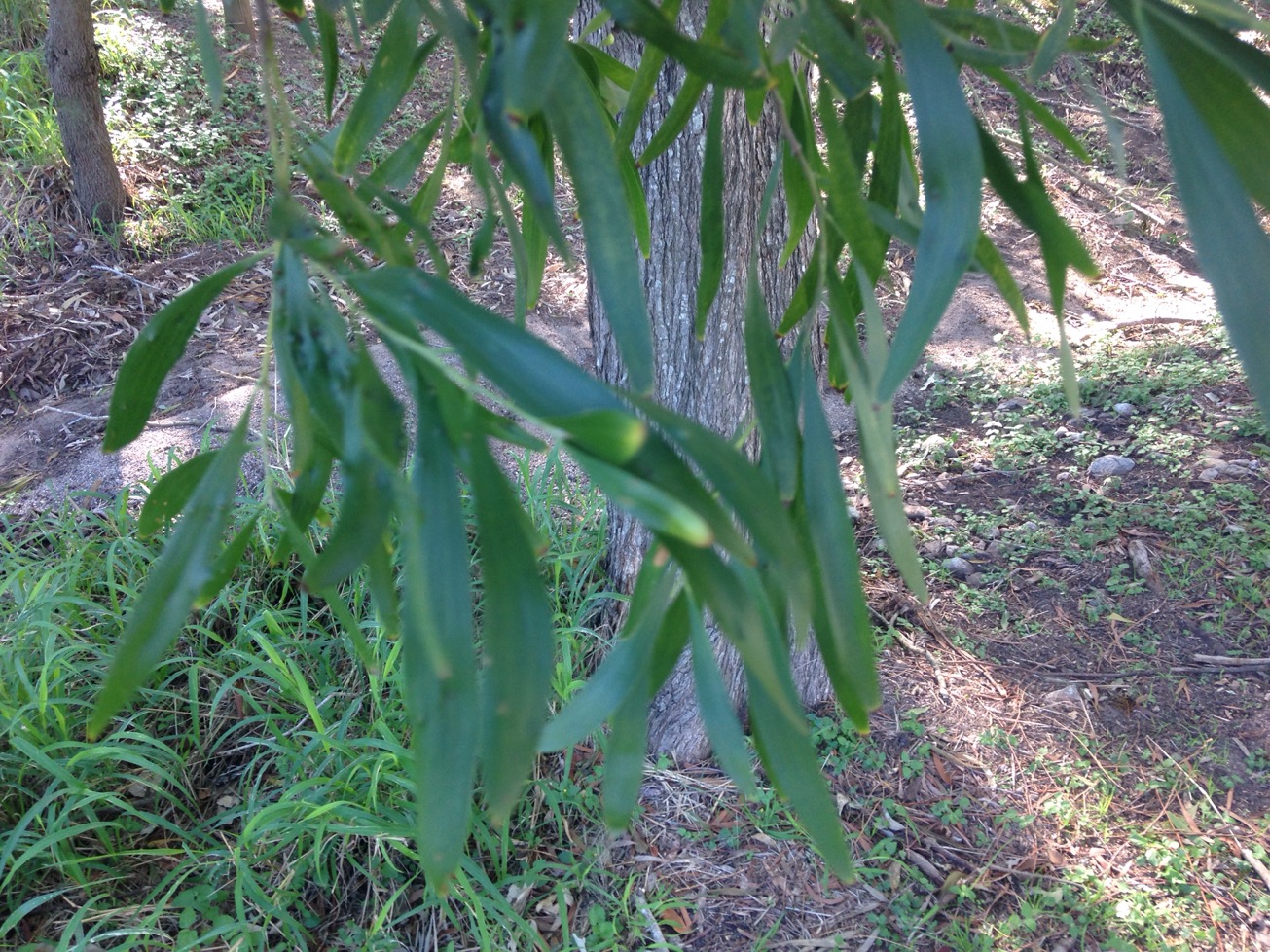 Acacia ID. Assist? (5 trees) - Plant Identification (non-cactus) - The ...