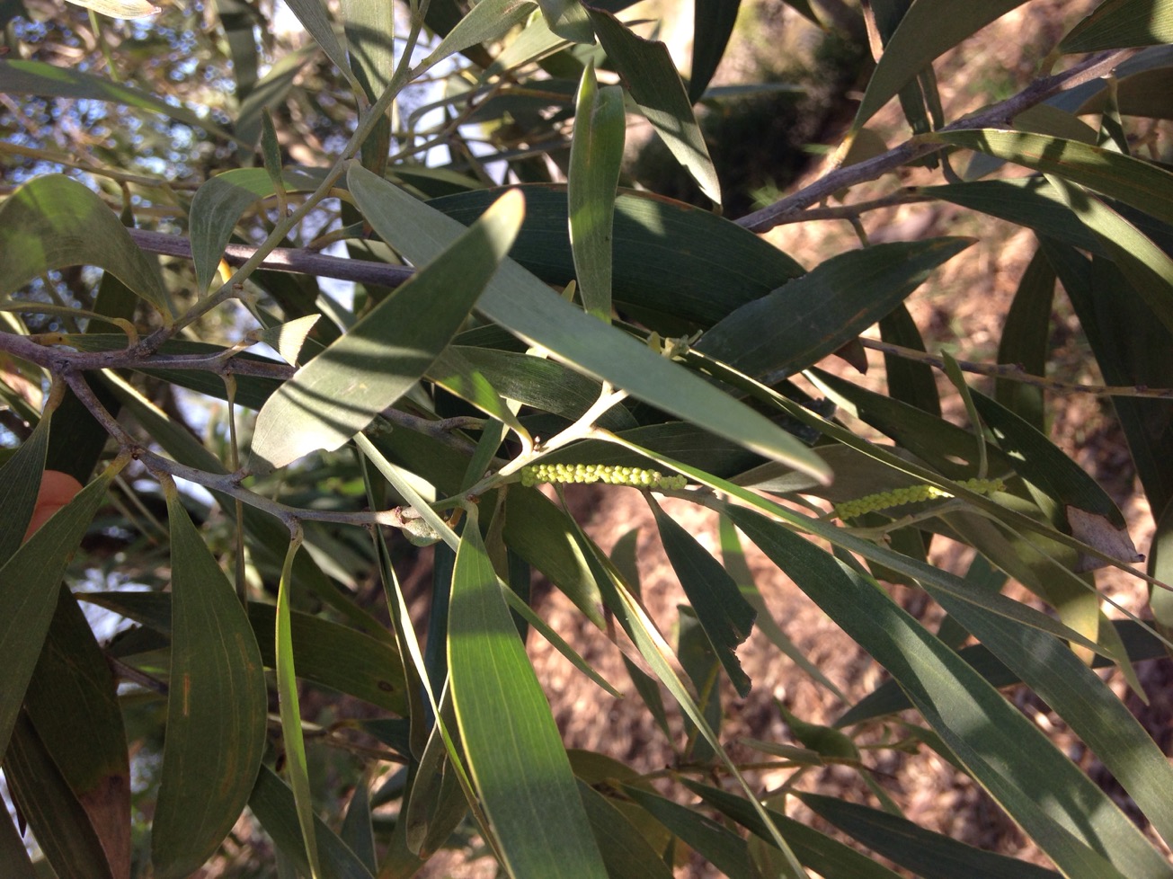 Acacia ID. Assist? (5 trees) - Plant Identification (non-cactus) - The ...