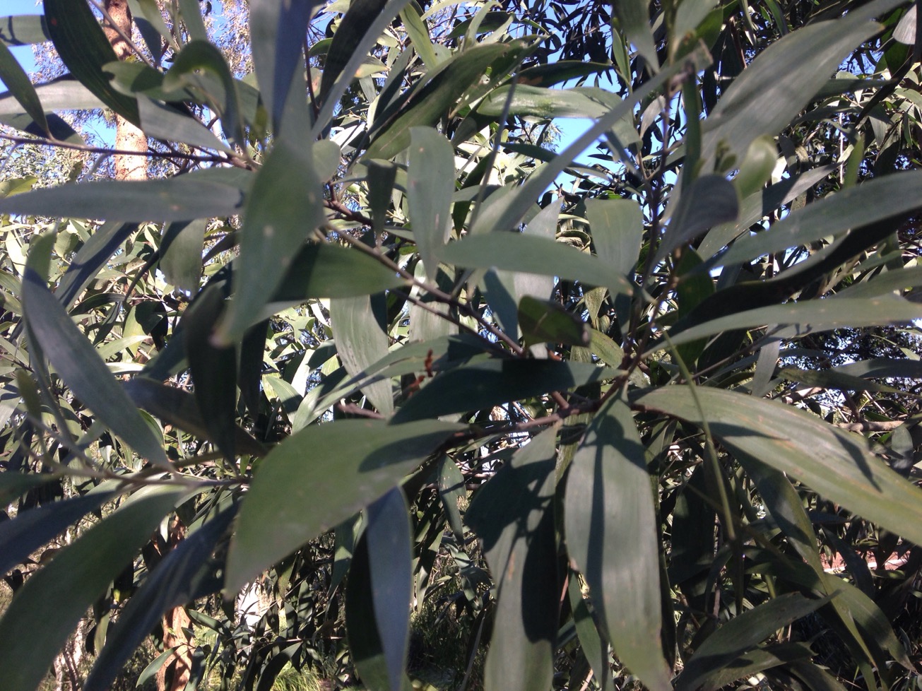 Acacia ID. Assist? (5 trees) - Plant Identification (non-cactus) - The ...