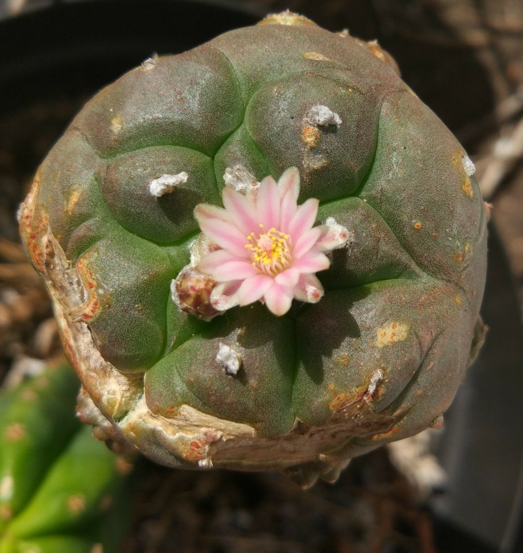 Cactus splitting and rotting in mild winter - Cacti & Succulents - The ...