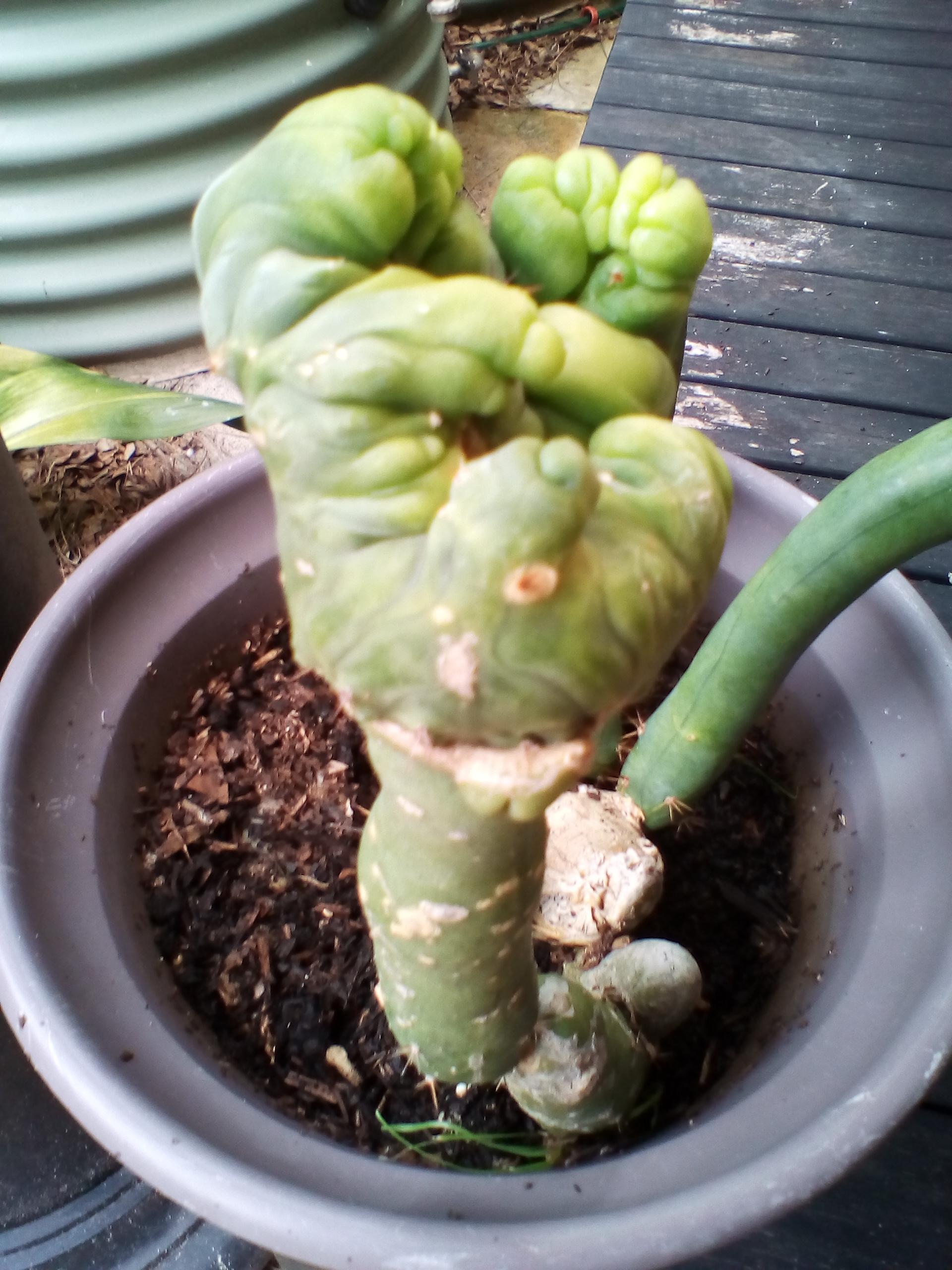 Crest from a TBM - Cacti & Succulents - The Corroboree