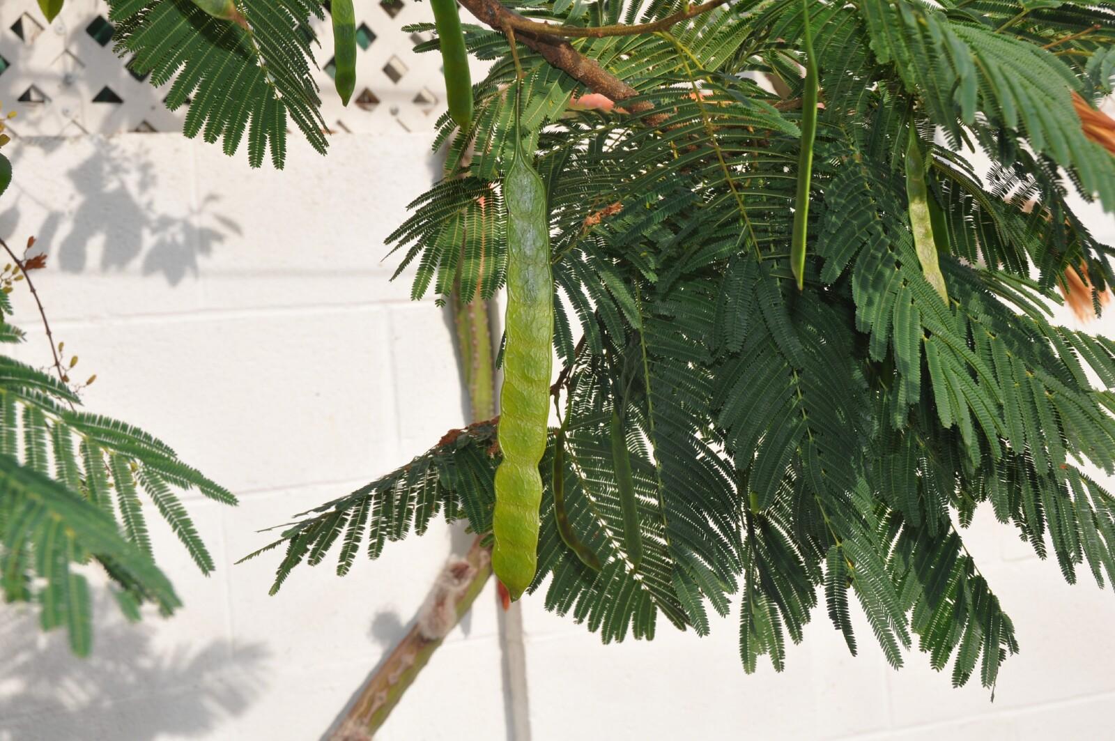 yopo seed pods - Ethnobotany - The Corroboree