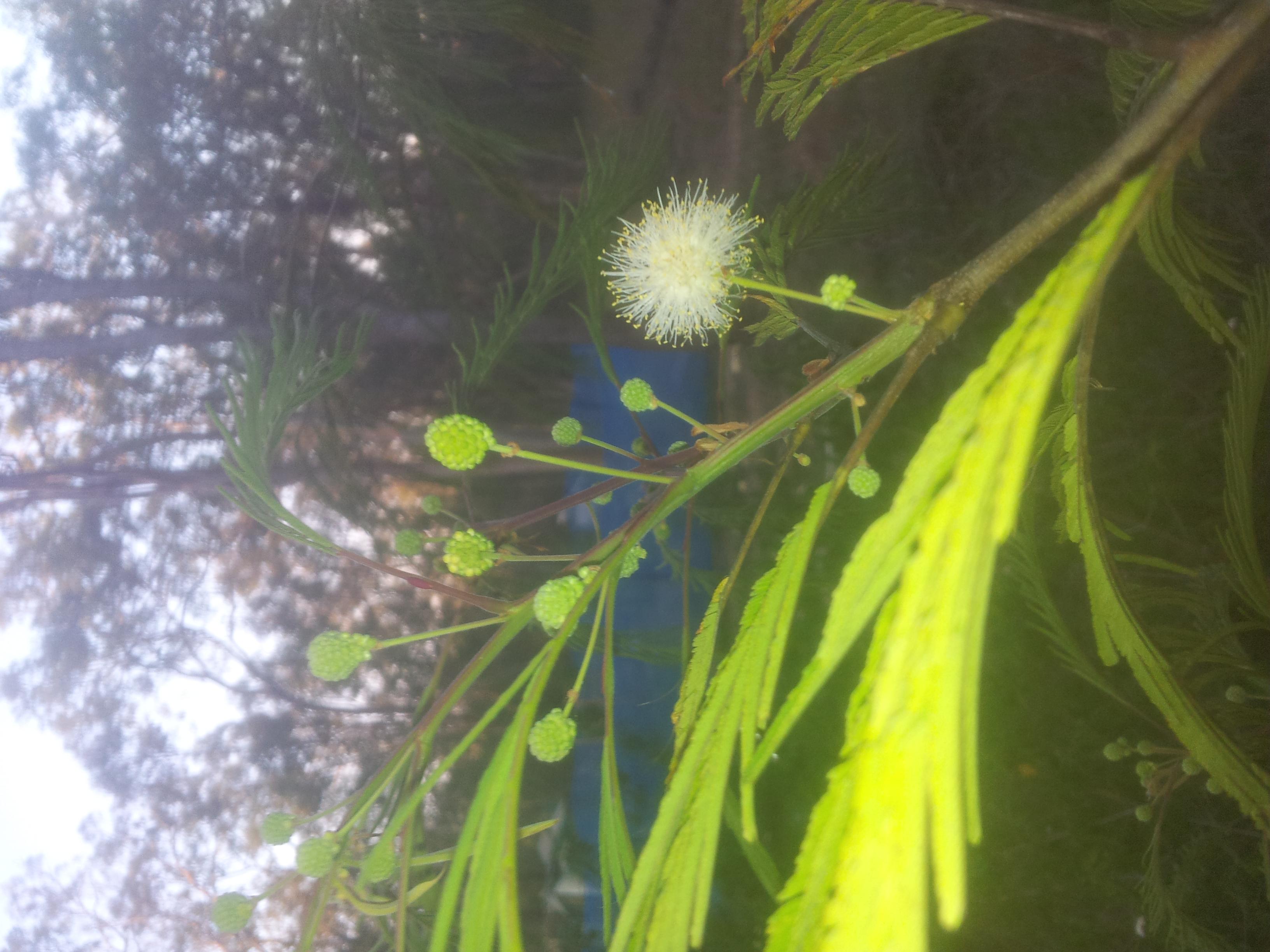 yopo seed pods - Ethnobotany - The Corroboree