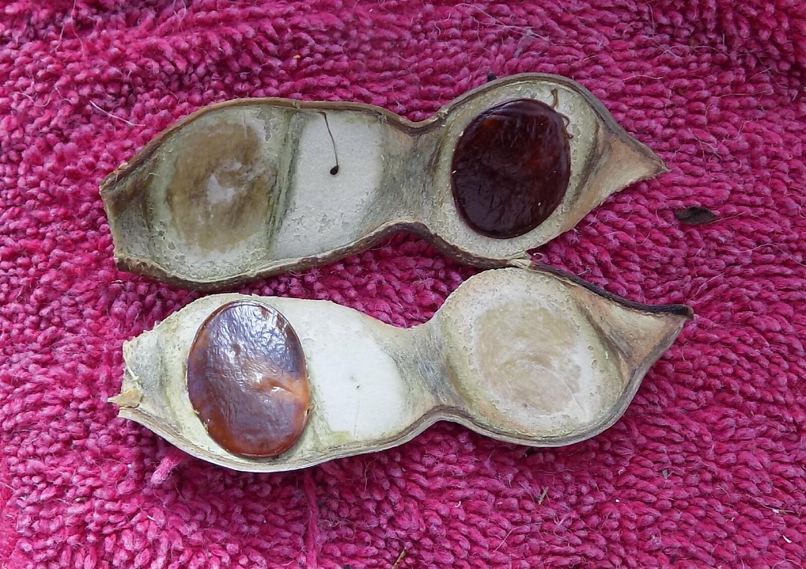 yopo seed pods - Ethnobotany - The Corroboree