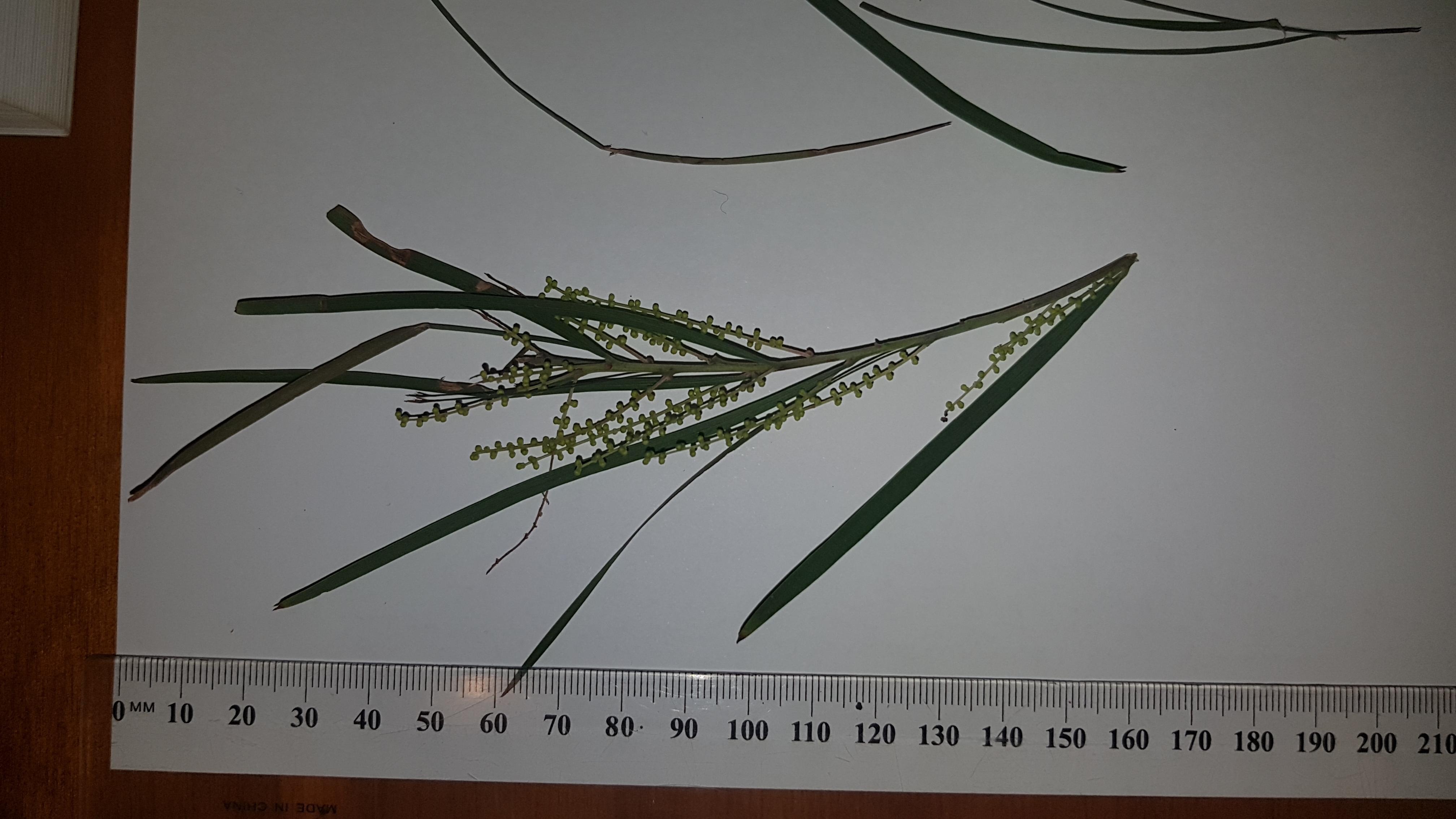 A couple of Acacia IDs - Plant Identification (non-cactus) - The Corroboree