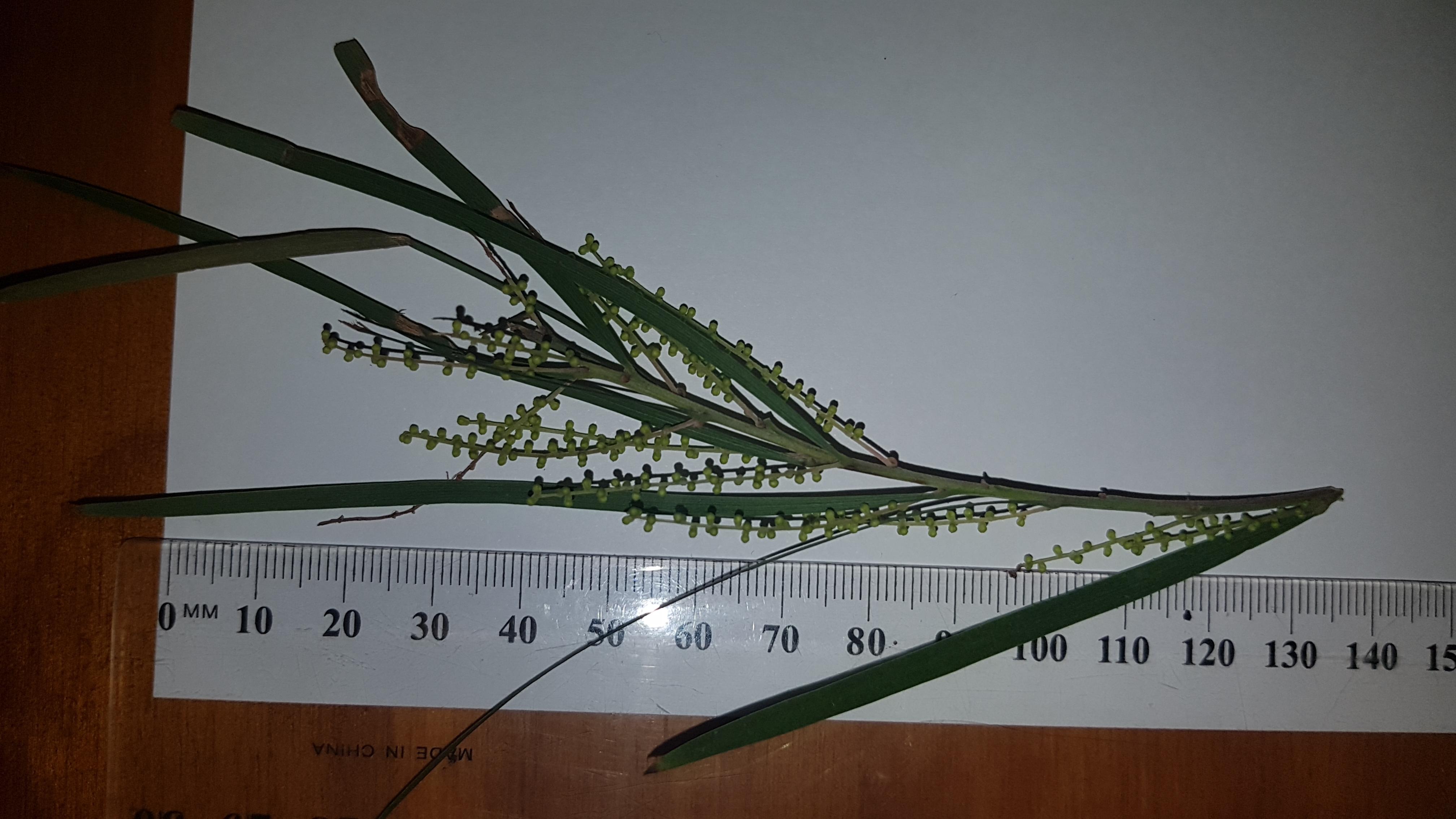 A couple of Acacia IDs - Plant Identification (non-cactus) - The Corroboree