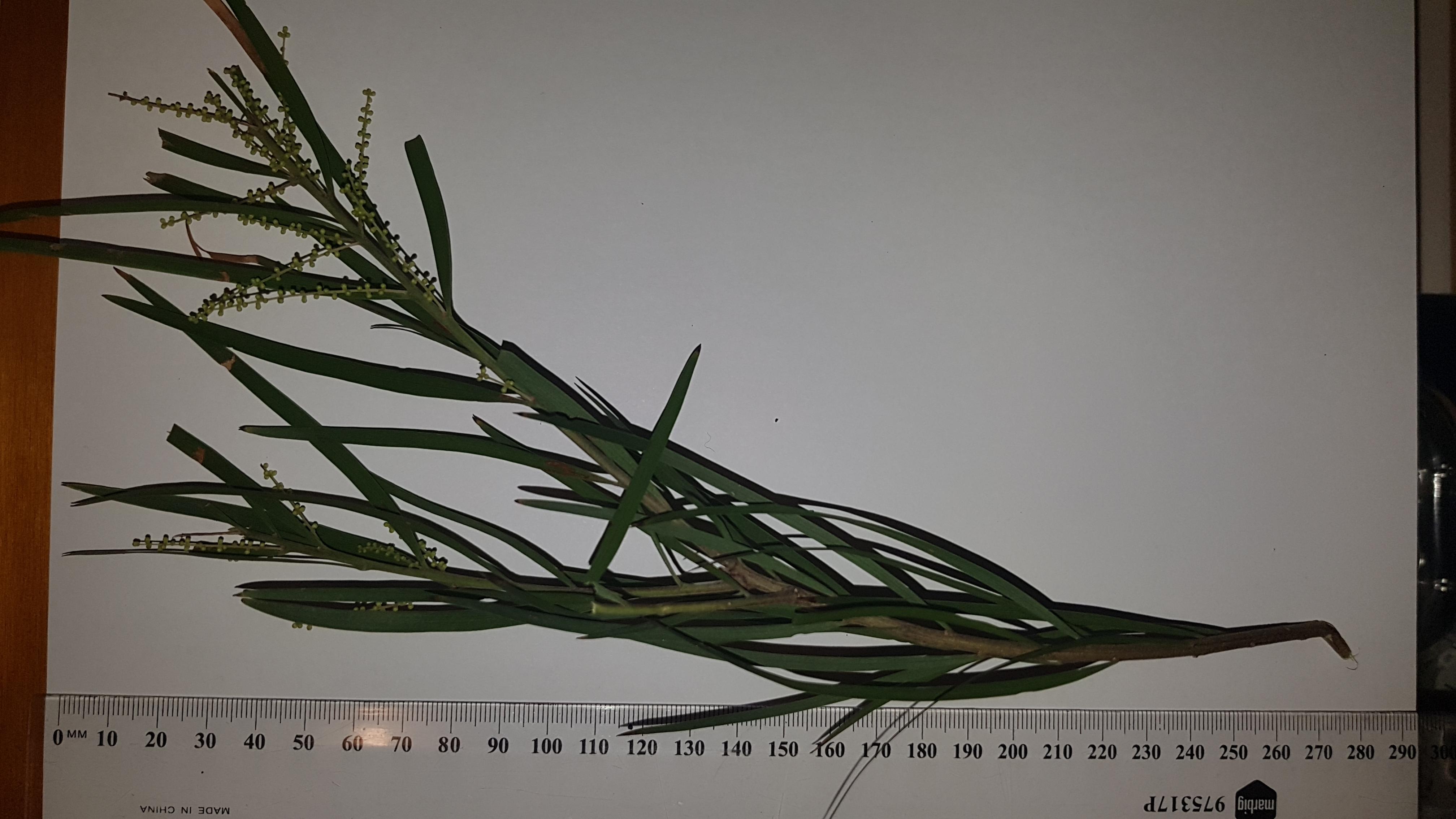 A couple of Acacia IDs - Plant Identification (non-cactus) - The Corroboree