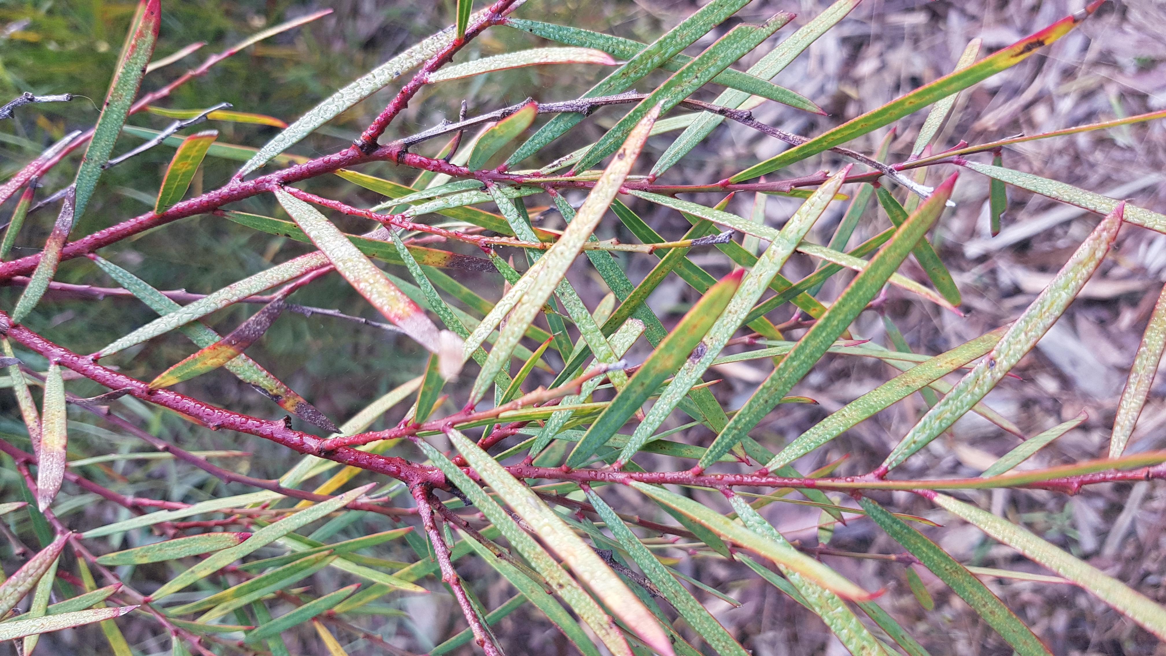 A couple of Acacia IDs - Plant Identification (non-cactus) - The Corroboree