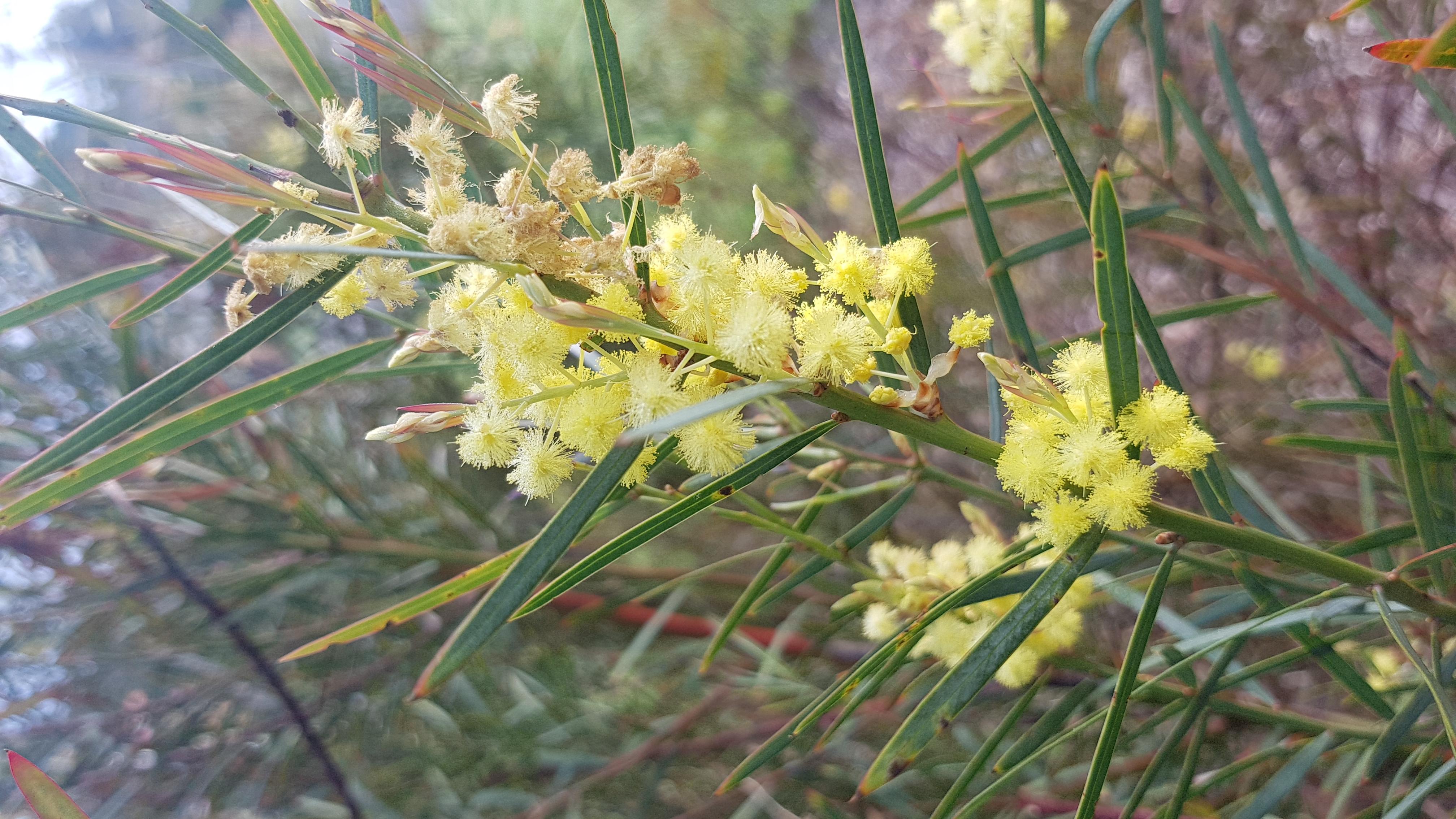 A couple of Acacia IDs - Plant Identification (non-cactus) - The Corroboree