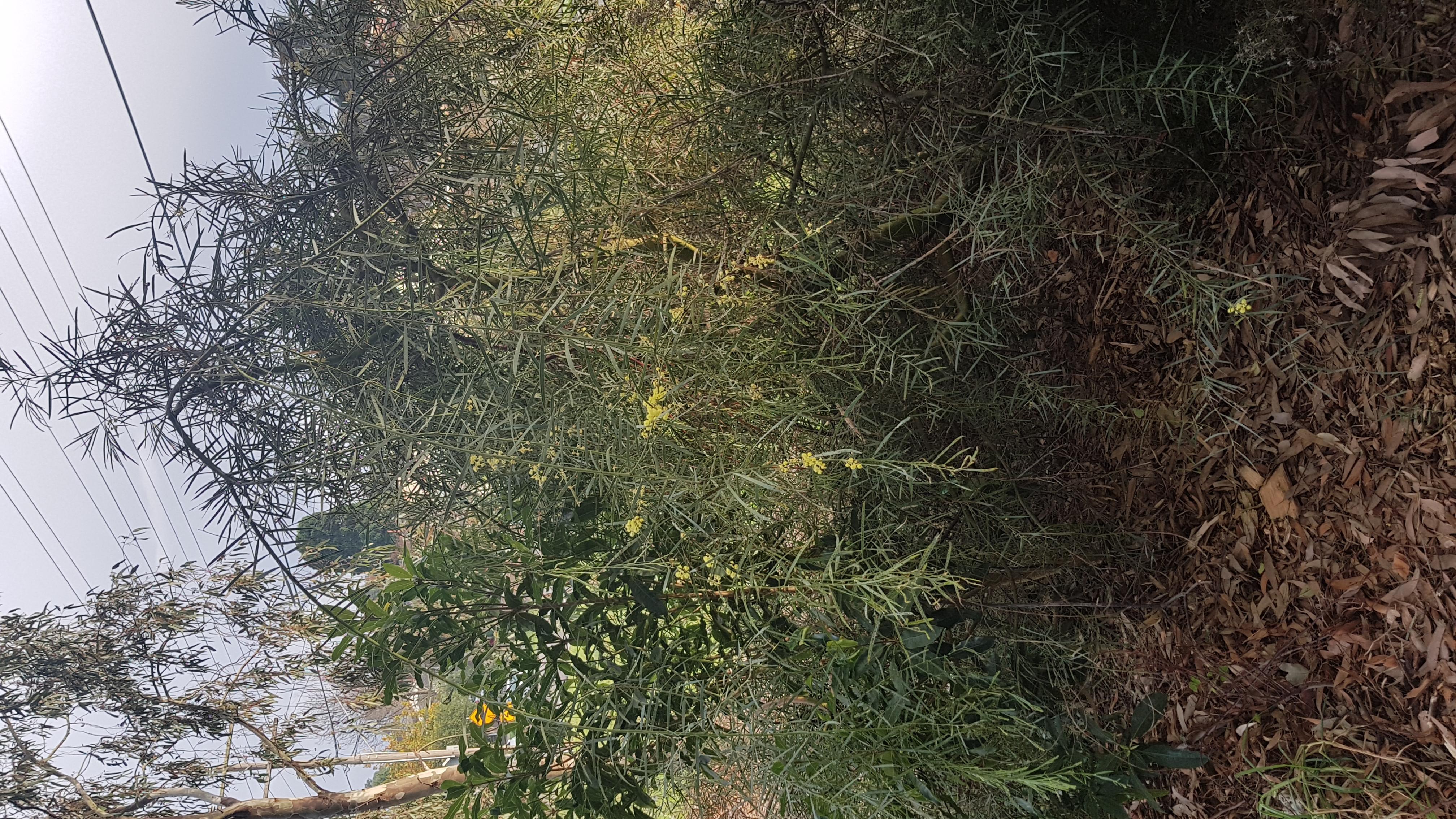 A couple of Acacia IDs - Plant Identification (non-cactus) - The Corroboree