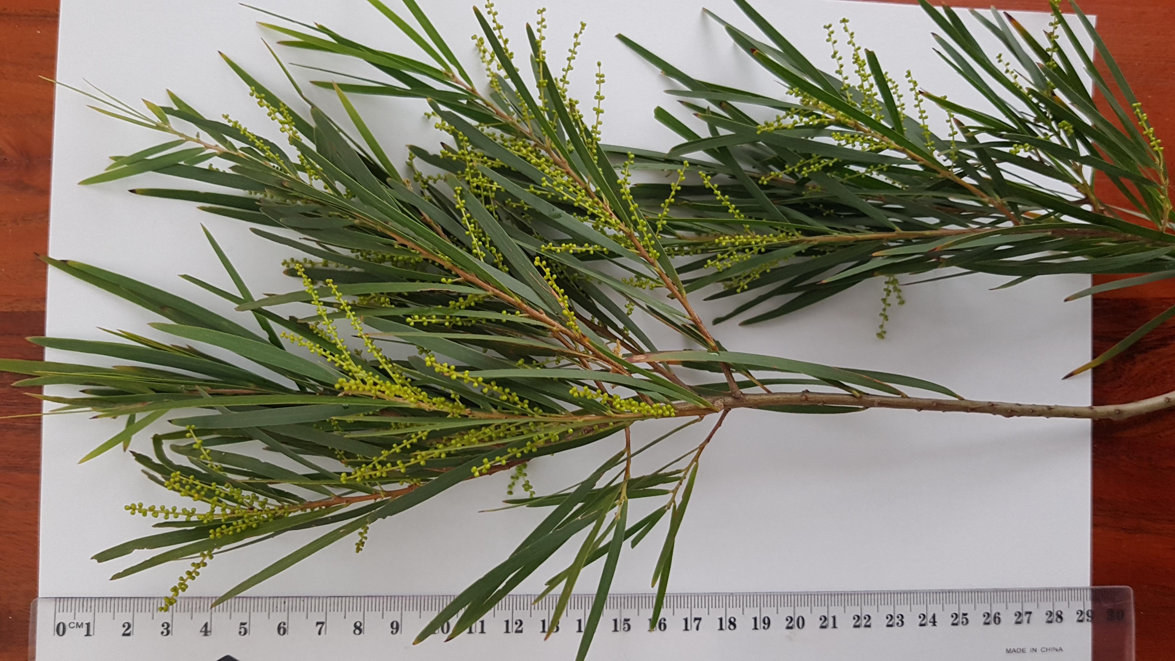 A couple of Acacia IDs - Plant Identification (non-cactus) - The Corroboree