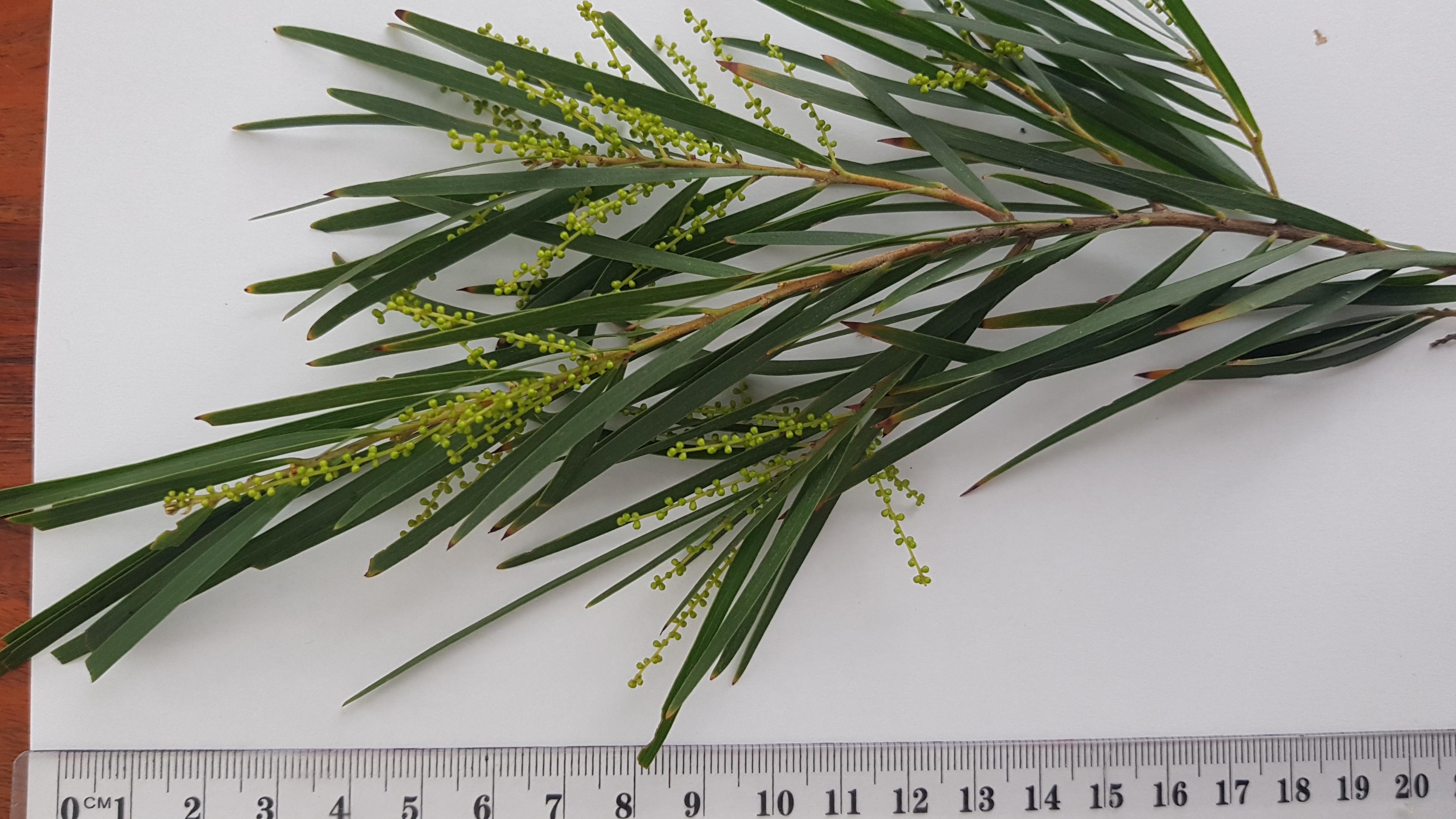 A couple of Acacia IDs - Plant Identification (non-cactus) - The Corroboree