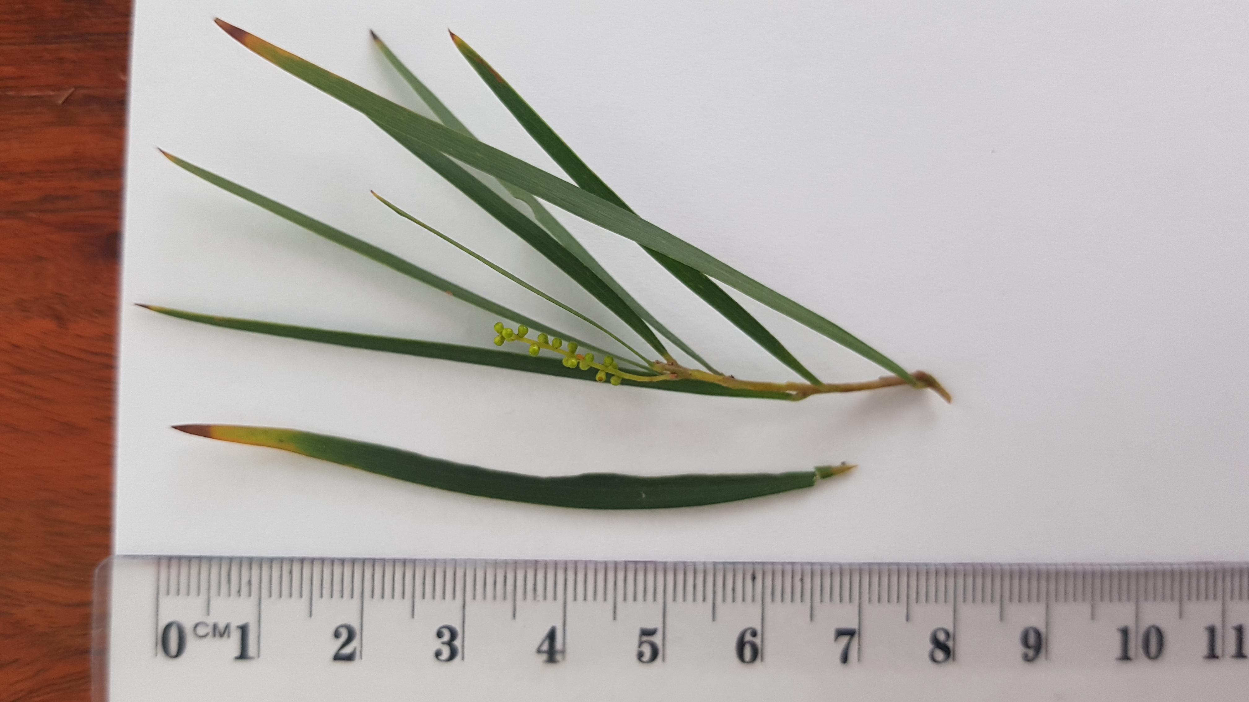 A couple of Acacia IDs - Plant Identification (non-cactus) - The Corroboree