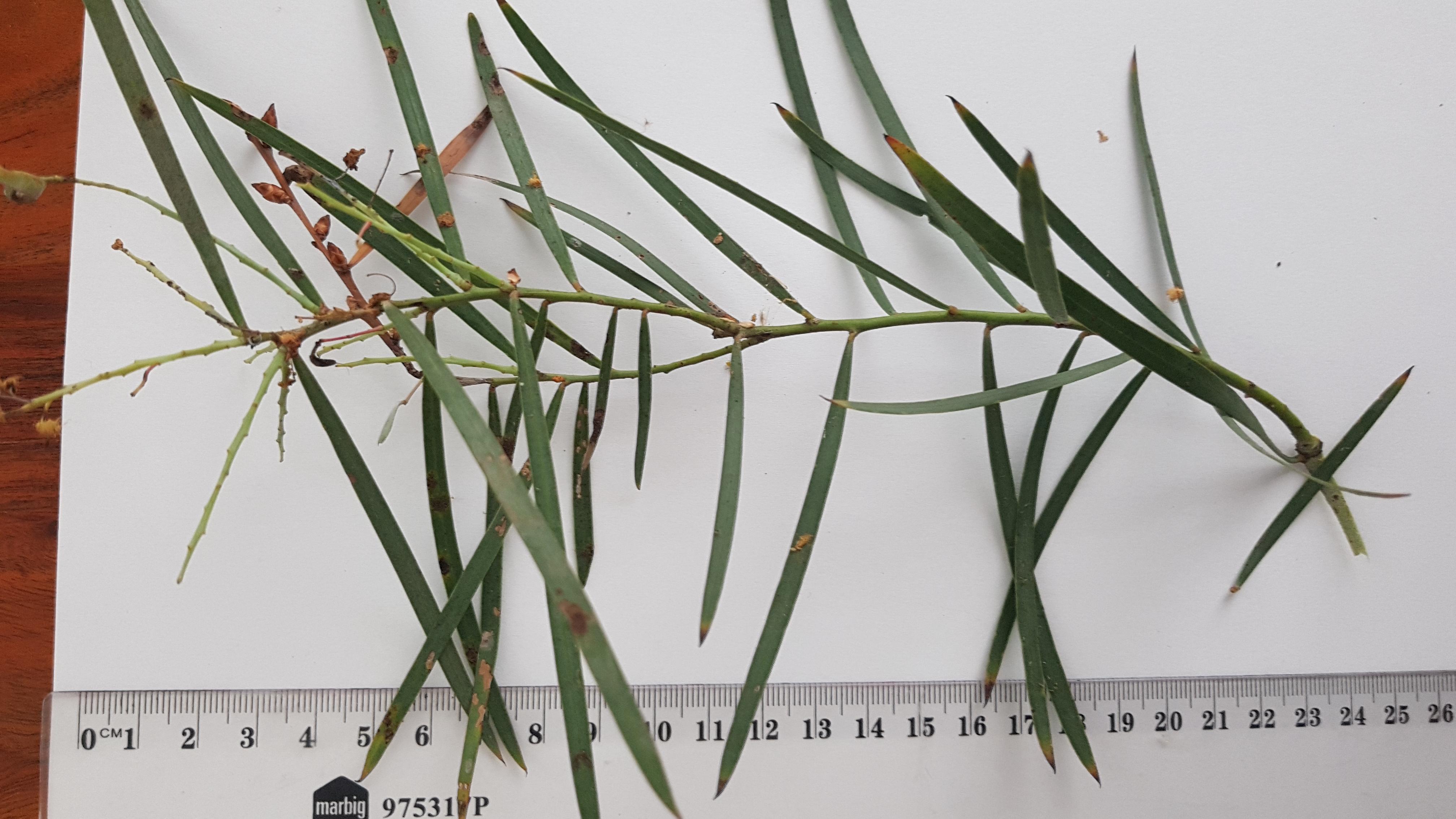 A couple of Acacia IDs - Plant Identification (non-cactus) - The Corroboree