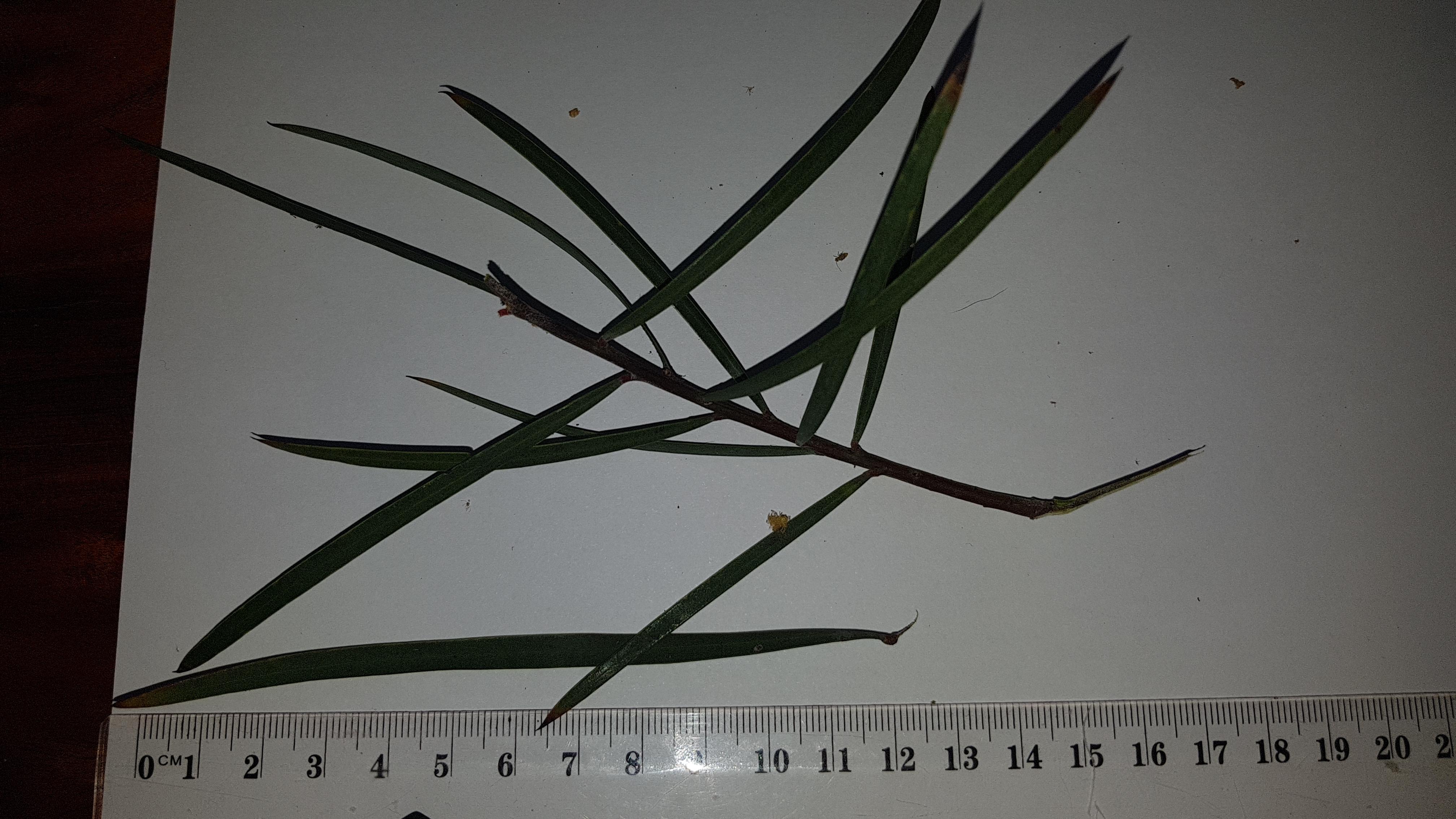 A couple of Acacia IDs - Plant Identification (non-cactus) - The Corroboree