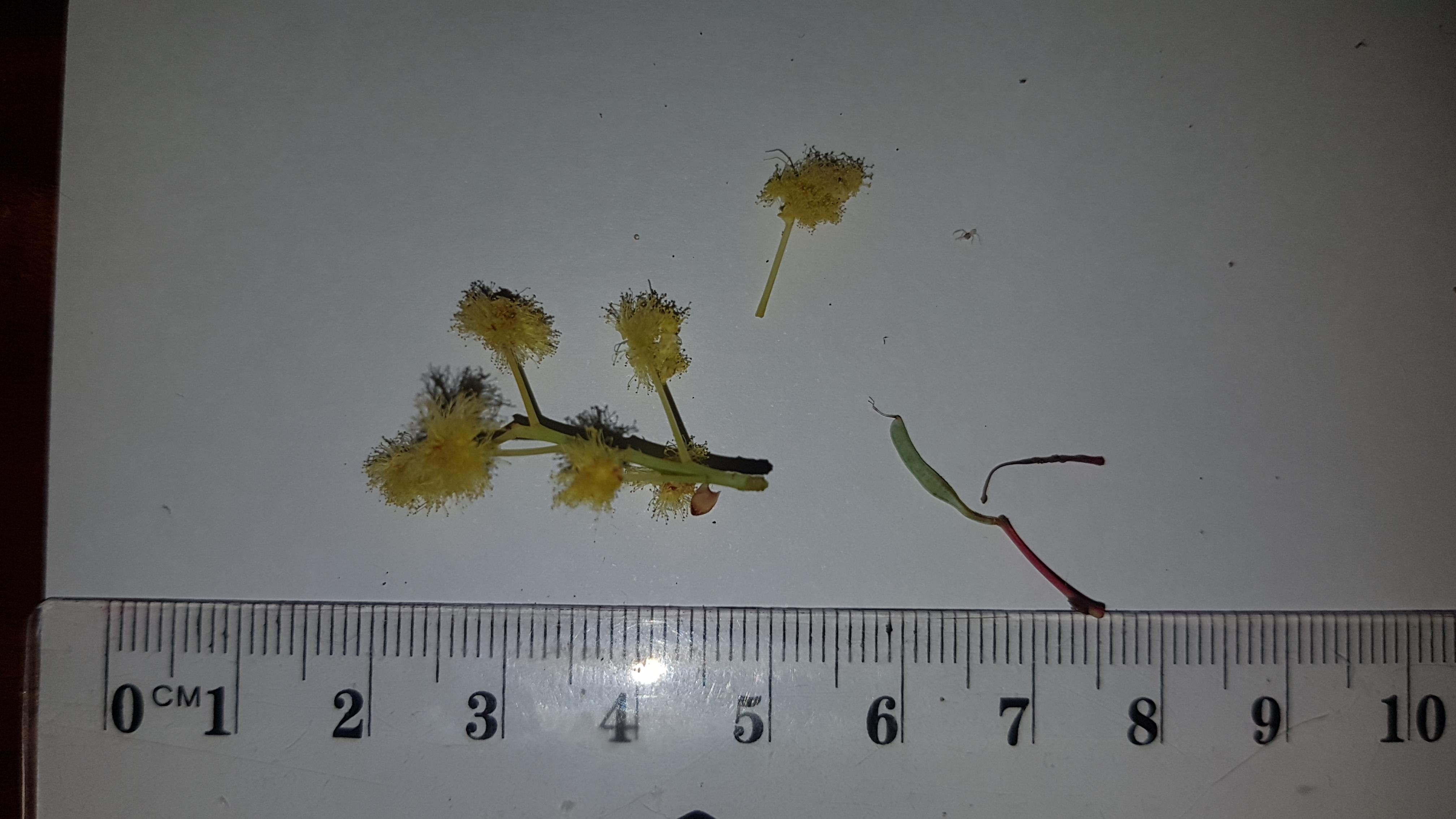 A couple of Acacia IDs - Plant Identification (non-cactus) - The Corroboree