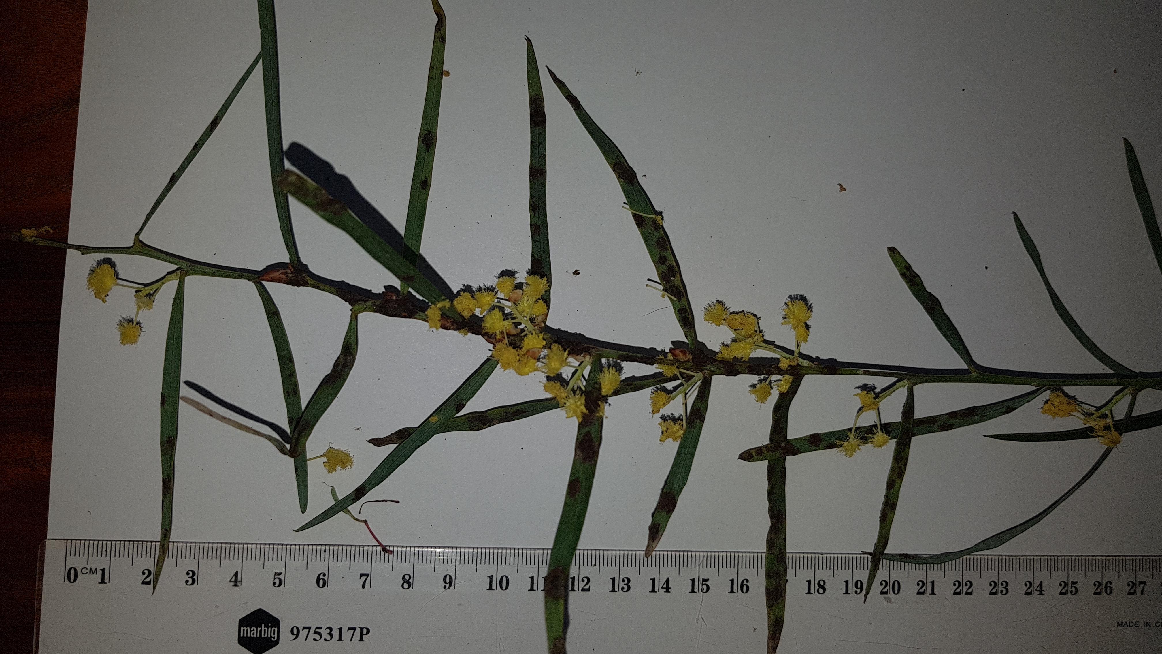 A couple of Acacia IDs - Plant Identification (non-cactus) - The Corroboree