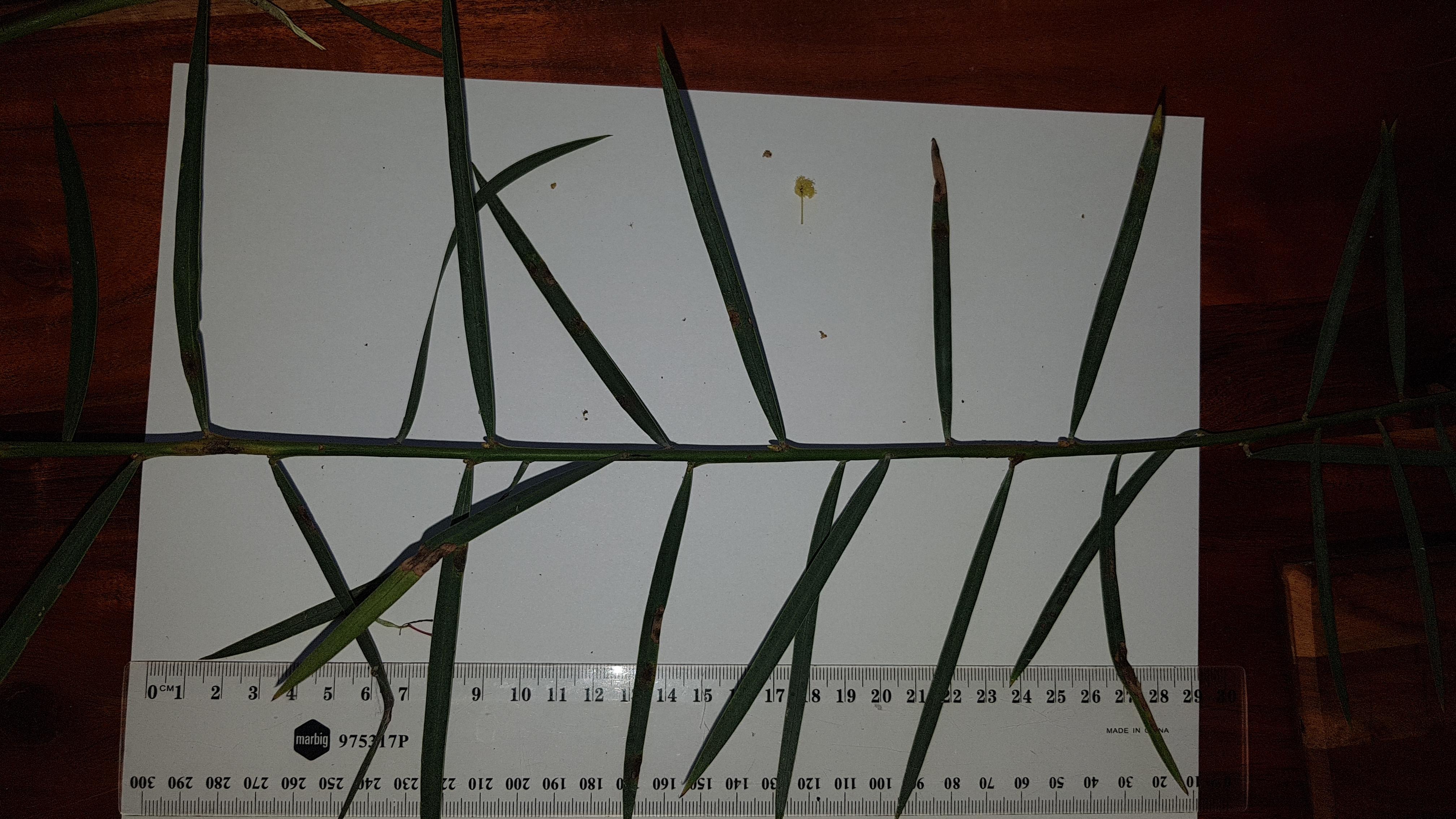 A couple of Acacia IDs - Plant Identification (non-cactus) - The Corroboree