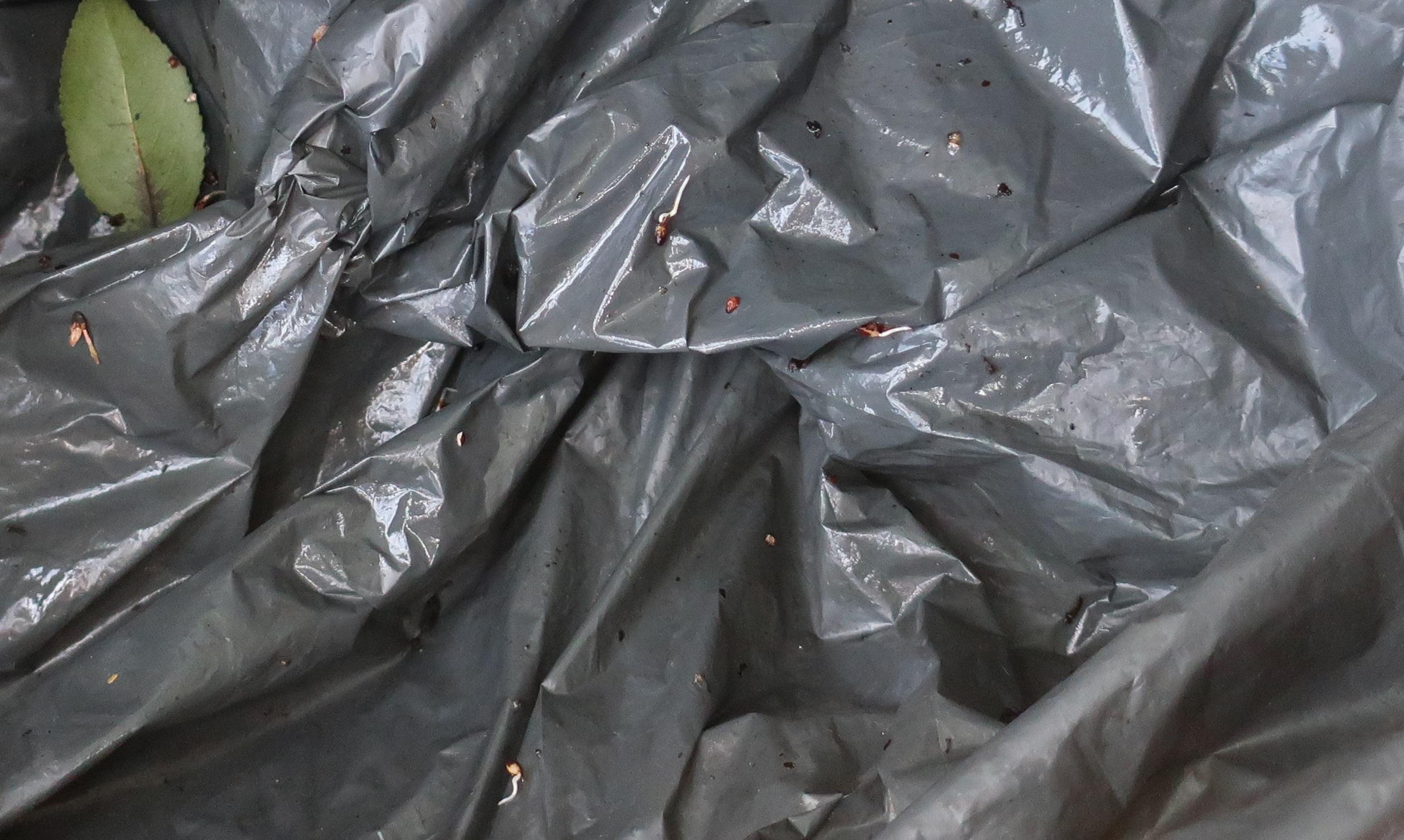 $35 for 125x Catha Edulis (khat) seeds - 25 seeds from each of 5 trees ...