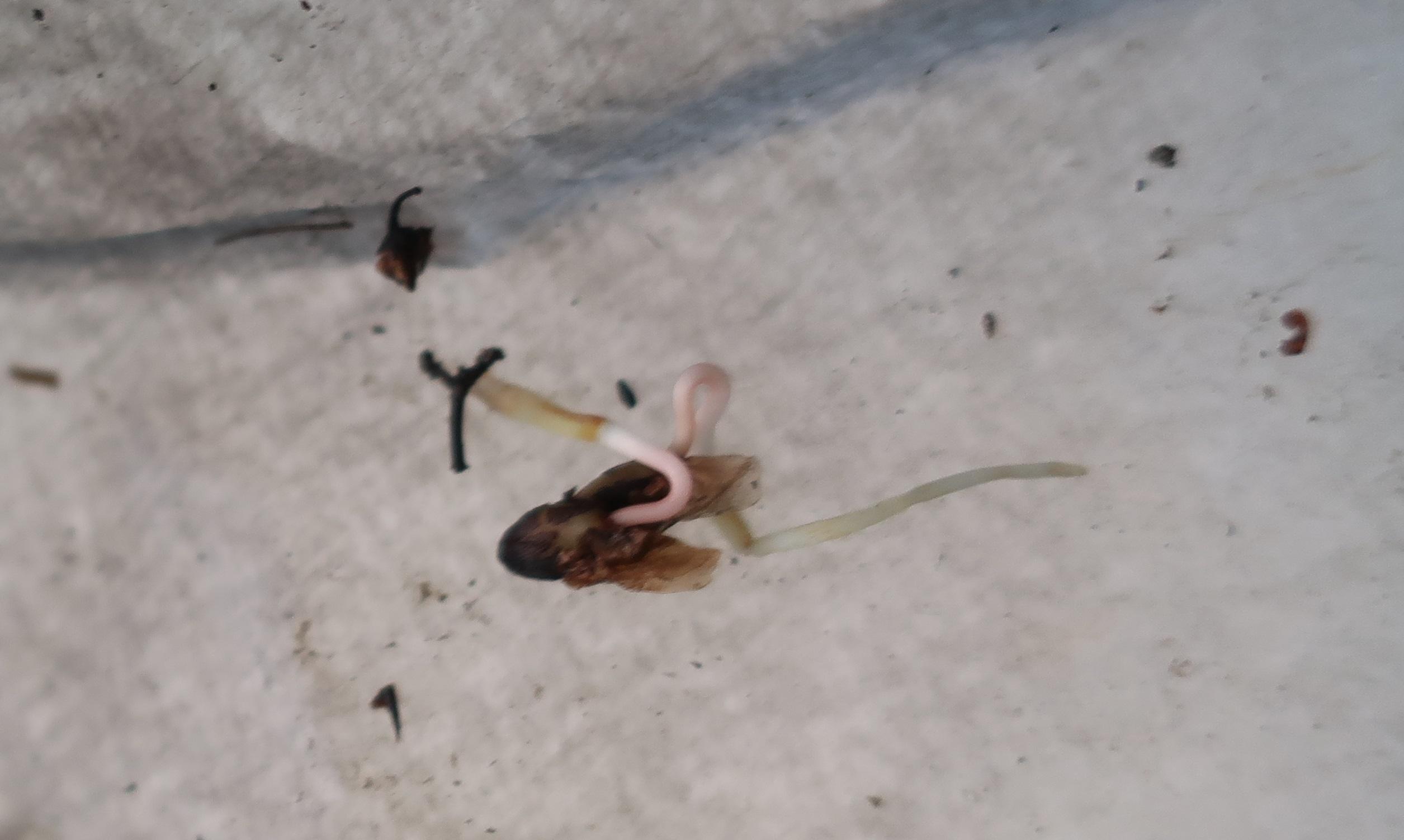 $35 for 125x Catha Edulis (khat) seeds - 25 seeds from each of 5 trees ...