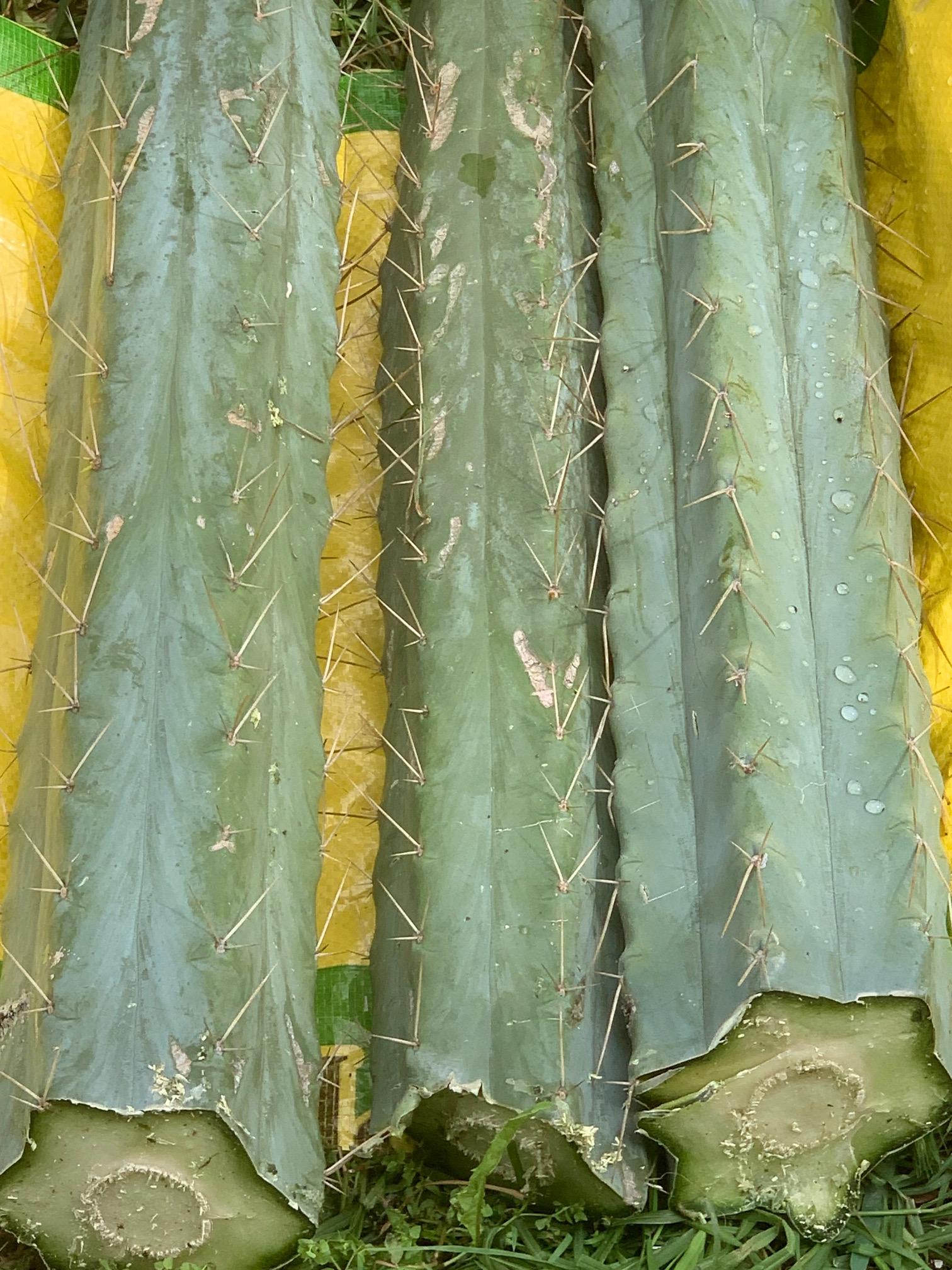 Psycho0 old-growth cuttings - Seed & Plant Sales - The Corroboree