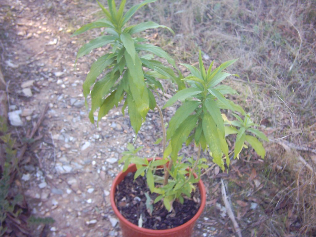 Leonotis leonurus turning yellow - Ethnobotany - The Corroboree
