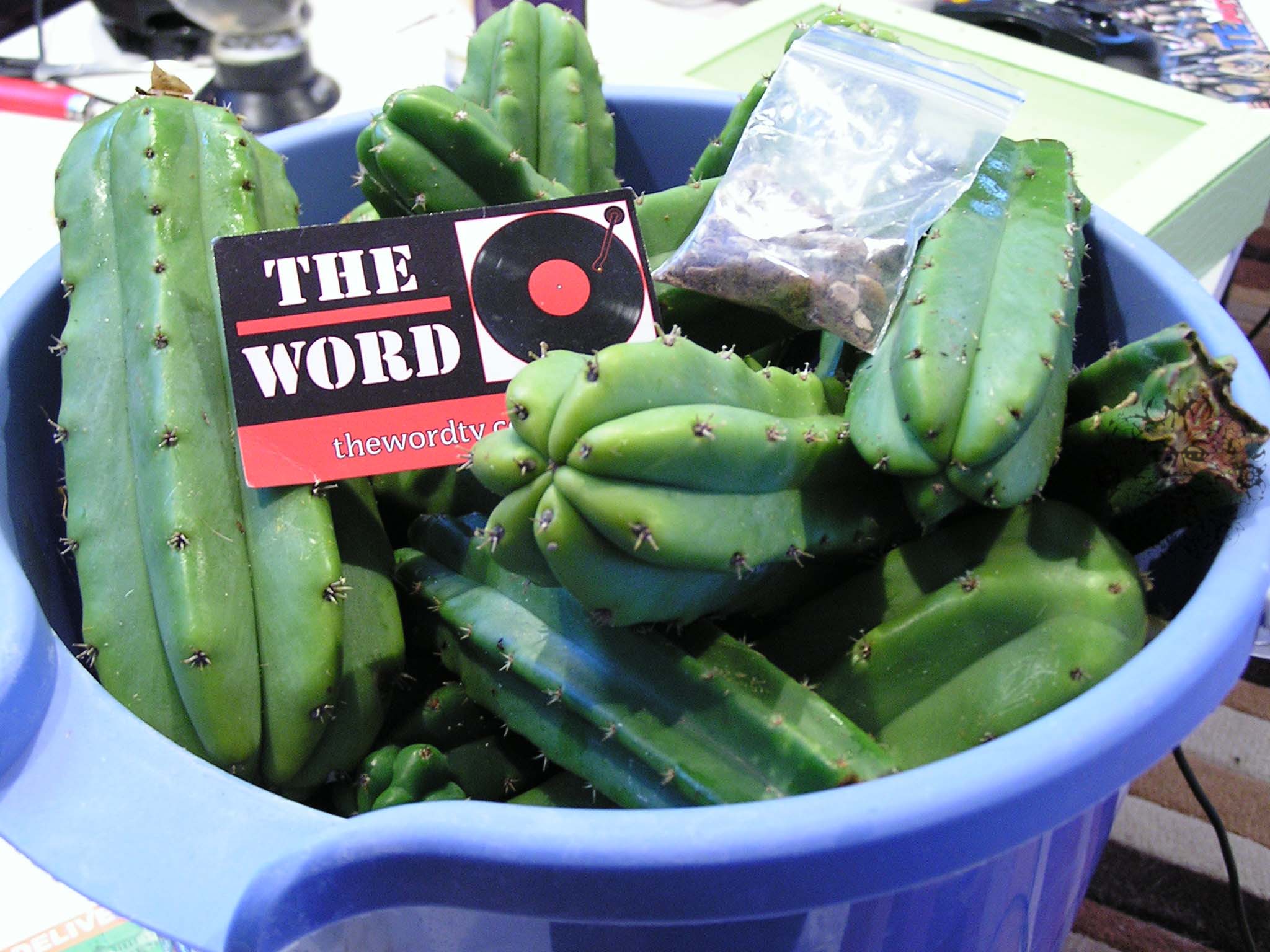 psychoactive cacti - Cacti & Succulents - The Corroboree